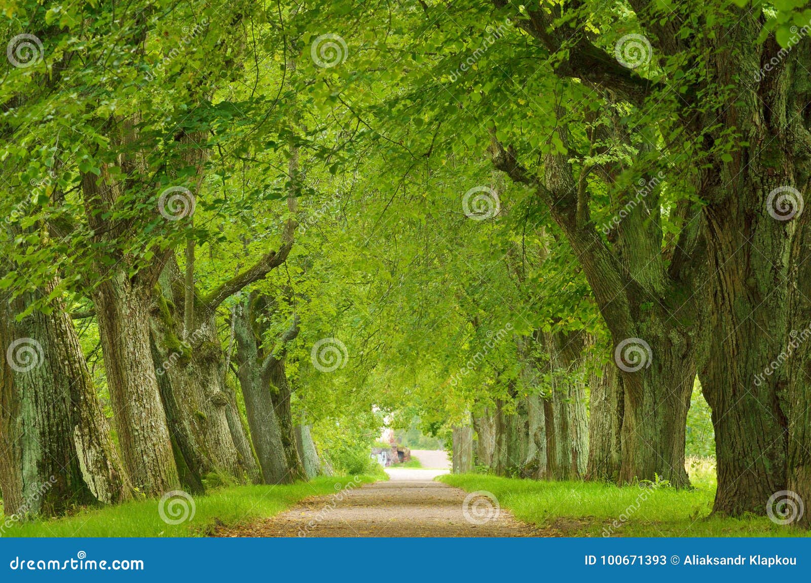 Avenue of Trees in the Park. Stock Image - Image of road, leaves: 100671393