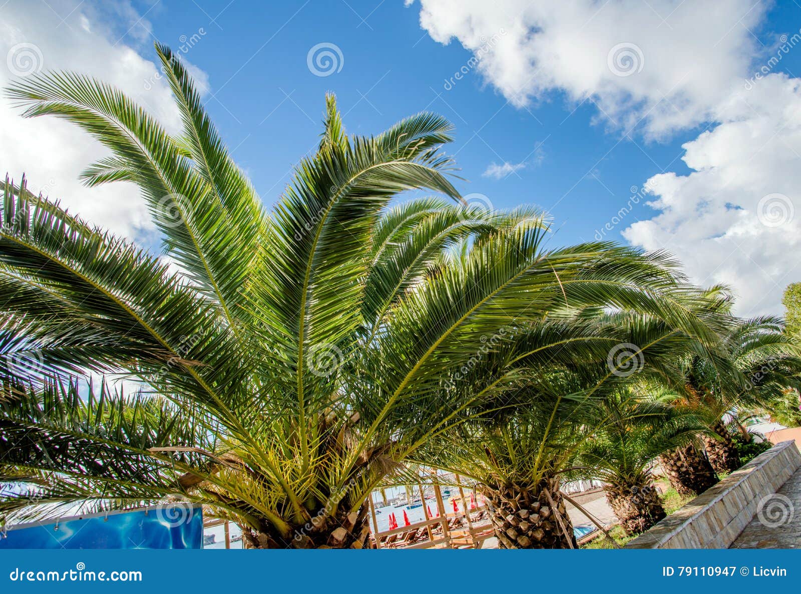 Avenue of Trees is on the Seaside Promenade Stock Image - Image of ...