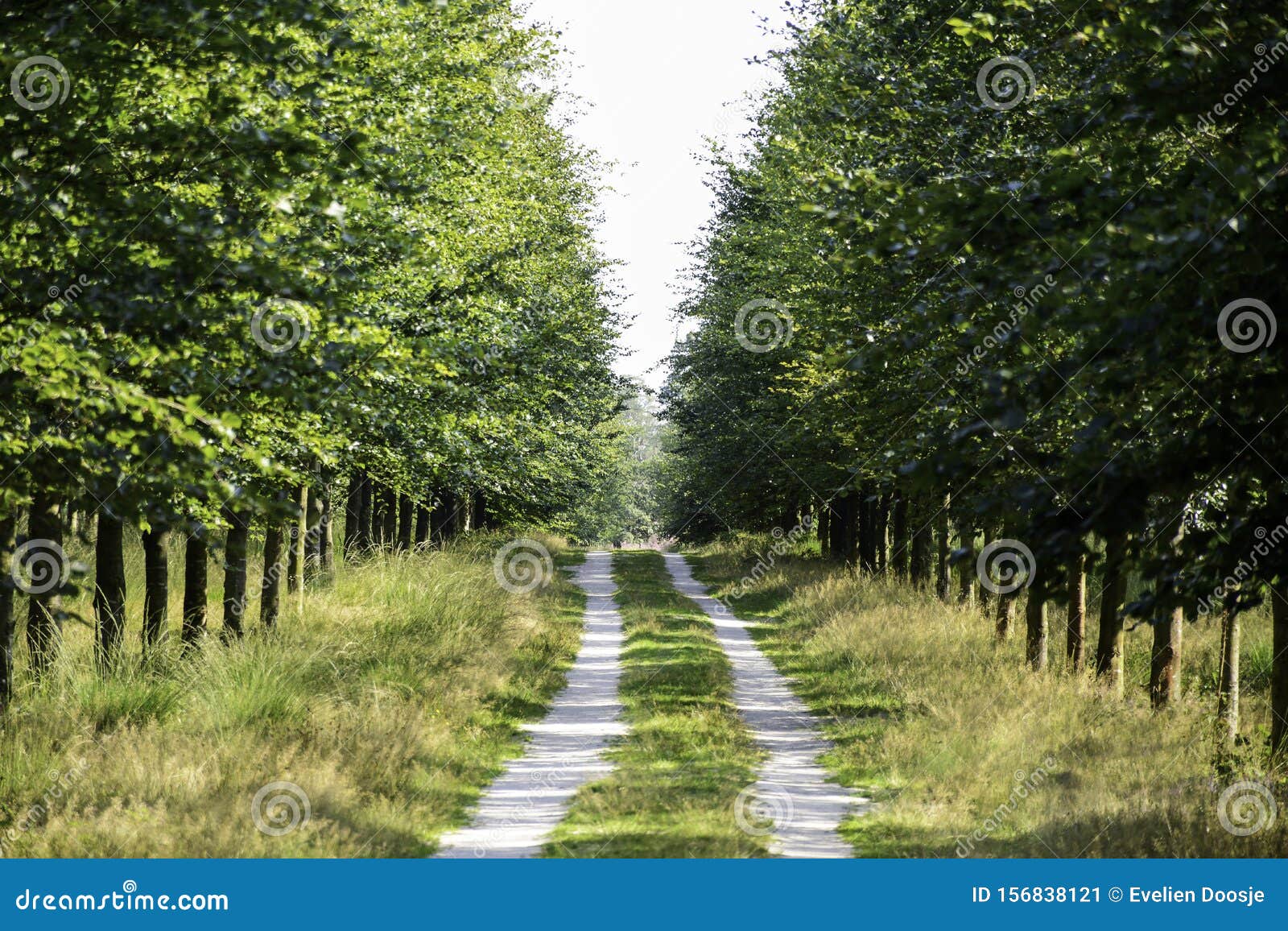 Avenue of Trees, Tree Lined Path in Summer Stock Image - Image of ...