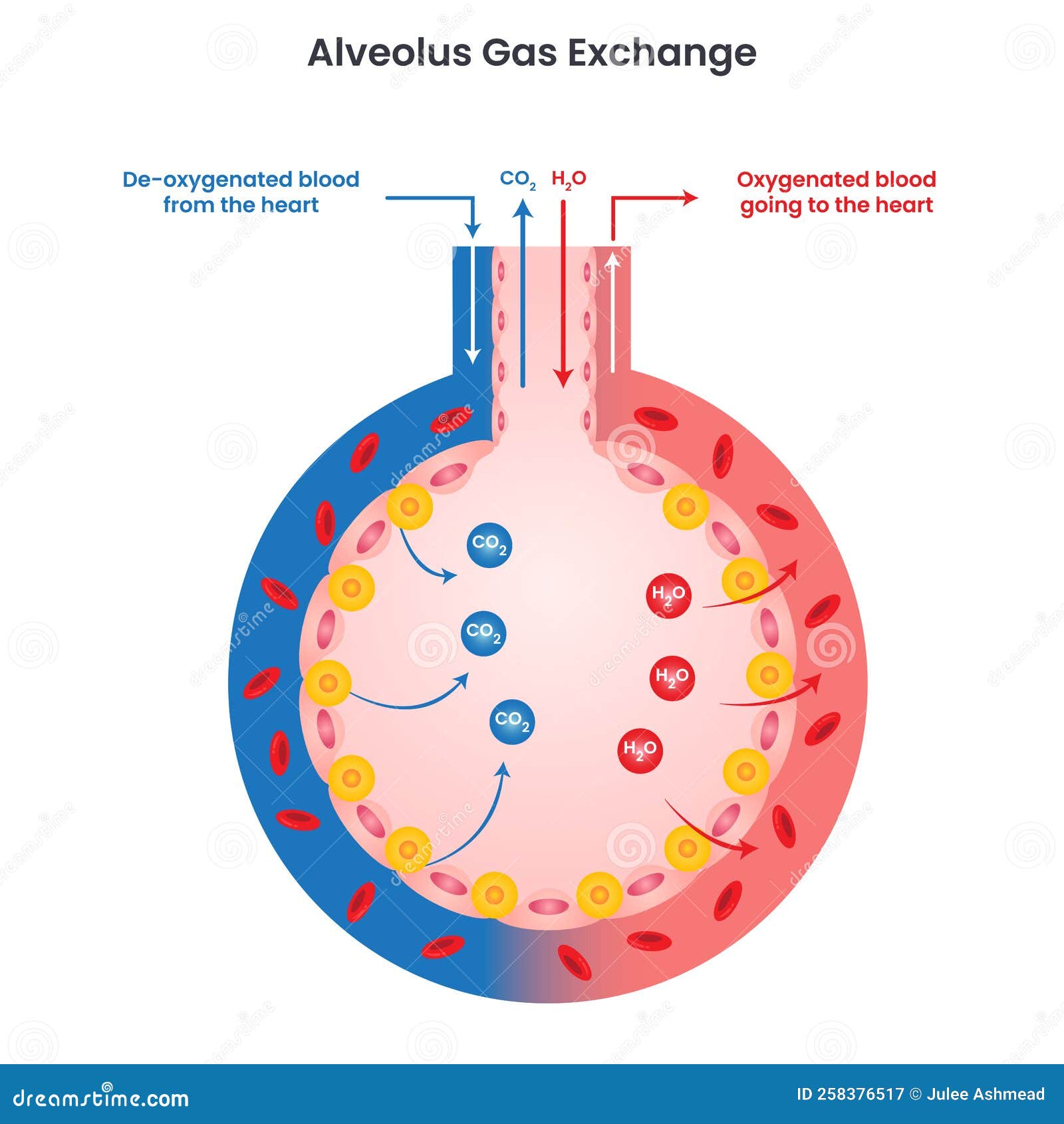 Alveolus Gas Exchange Vector Illustration Diagram Infographic Stock ...