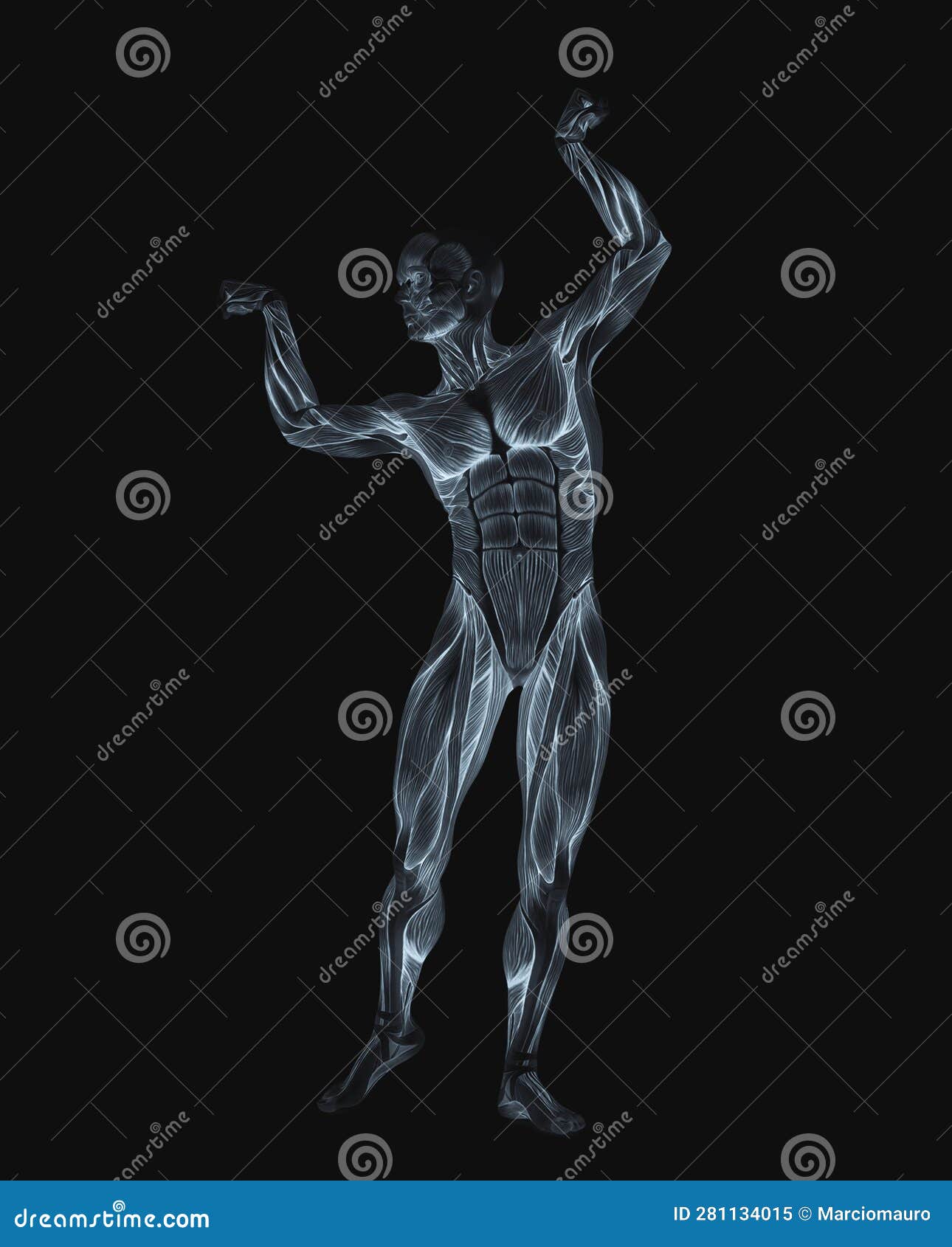 Average Man Muscle Maps is Doing a Bodybuilder Pose Stock Illustration ...