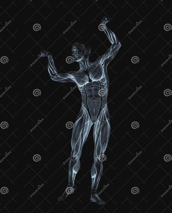 Average Man Muscle Maps is Doing a Bodybuilder Pose Stock Illustration ...