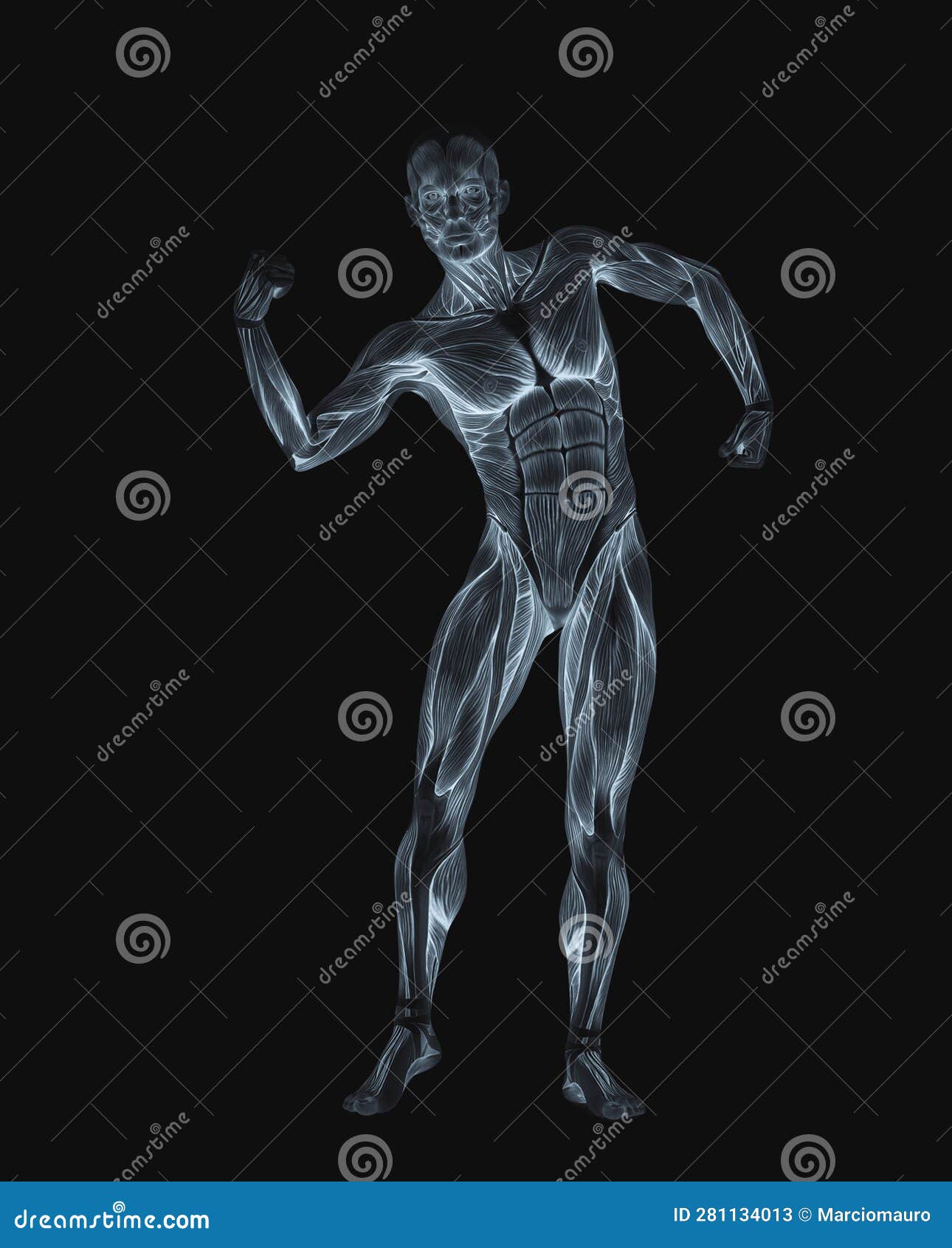 Average Man Muscle Maps is Doing a Can Do it Pose Stock Illustration ...