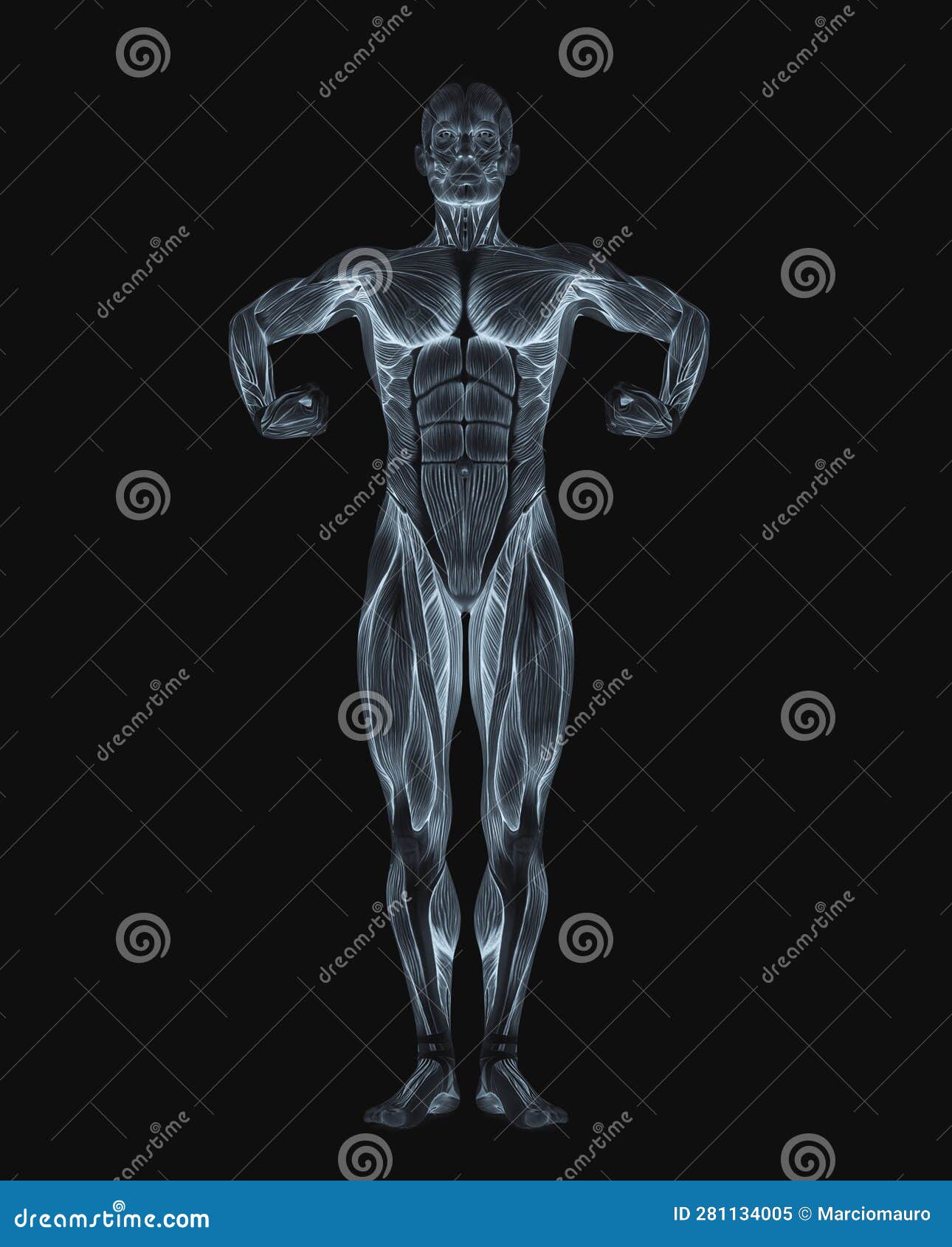 Average Man Muscle Maps is Doing a Super Hero Pose Stock Illustration ...