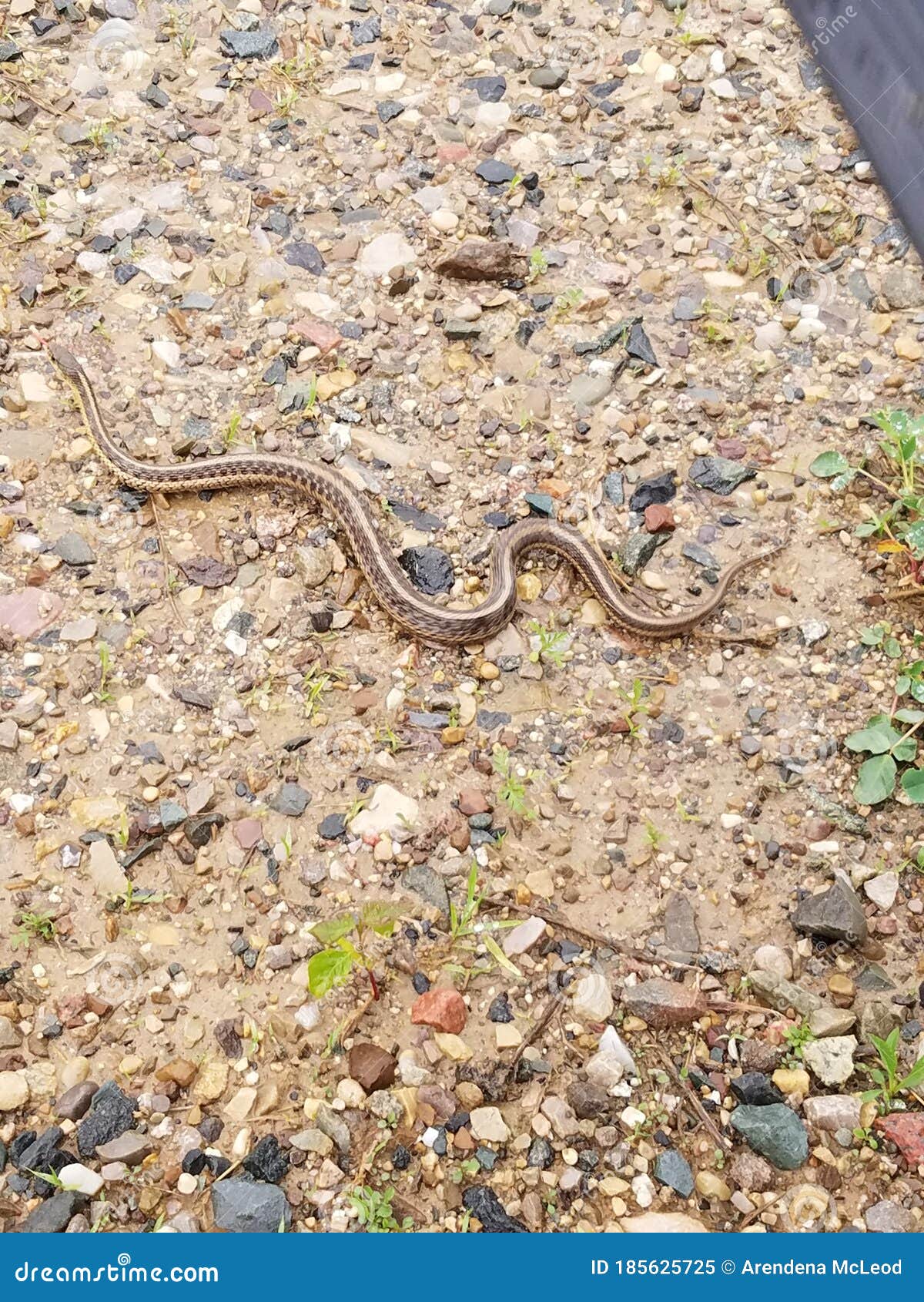 The Average Natural Gardner Snake Stock Image - Image of average, snake ...