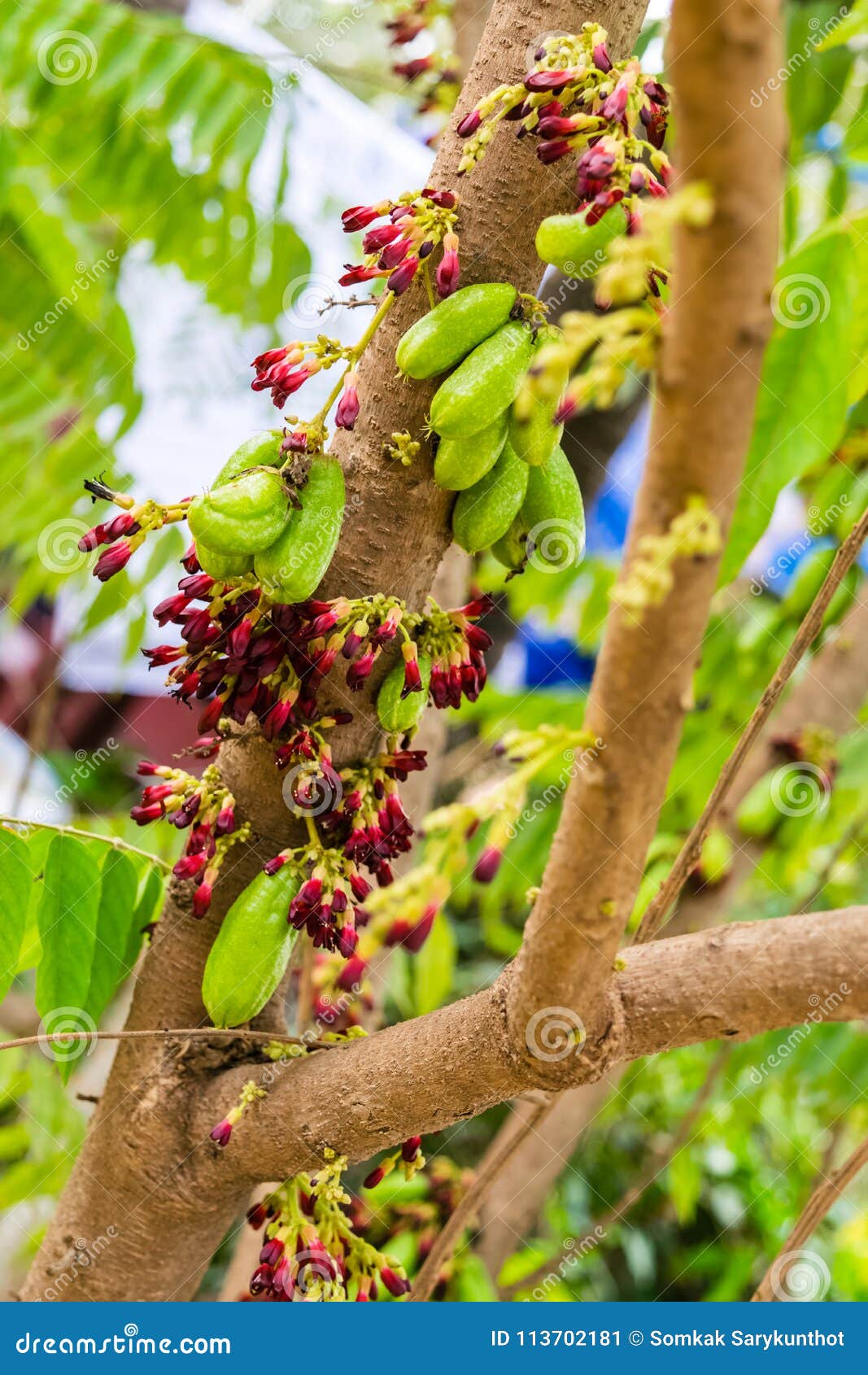 Averrhoa bilimbi fruit stock image. Image of herb, ripe - 113702181