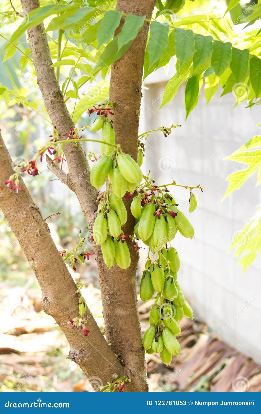 Bilimbi Fruit on tree stock image. Image of bilimbi - 122781053