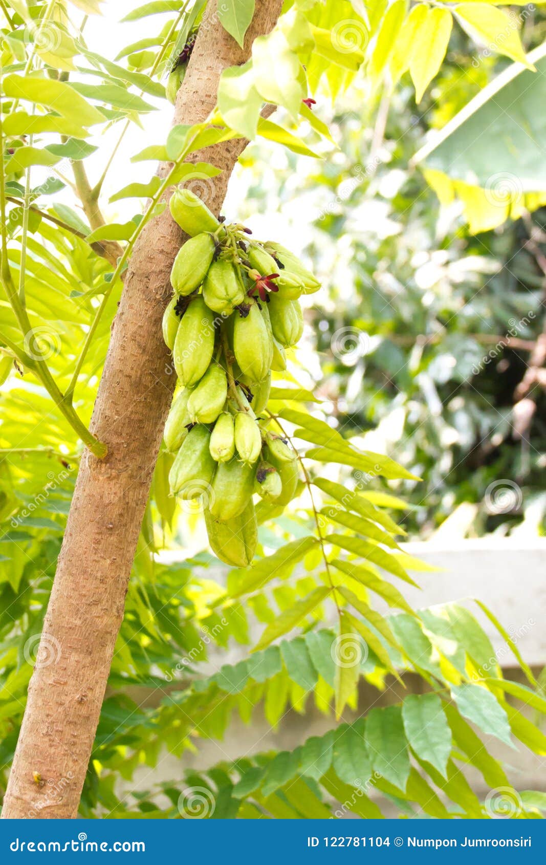 Bilimbi Fruit on tree stock photo. Image of green, healthy - 122781104