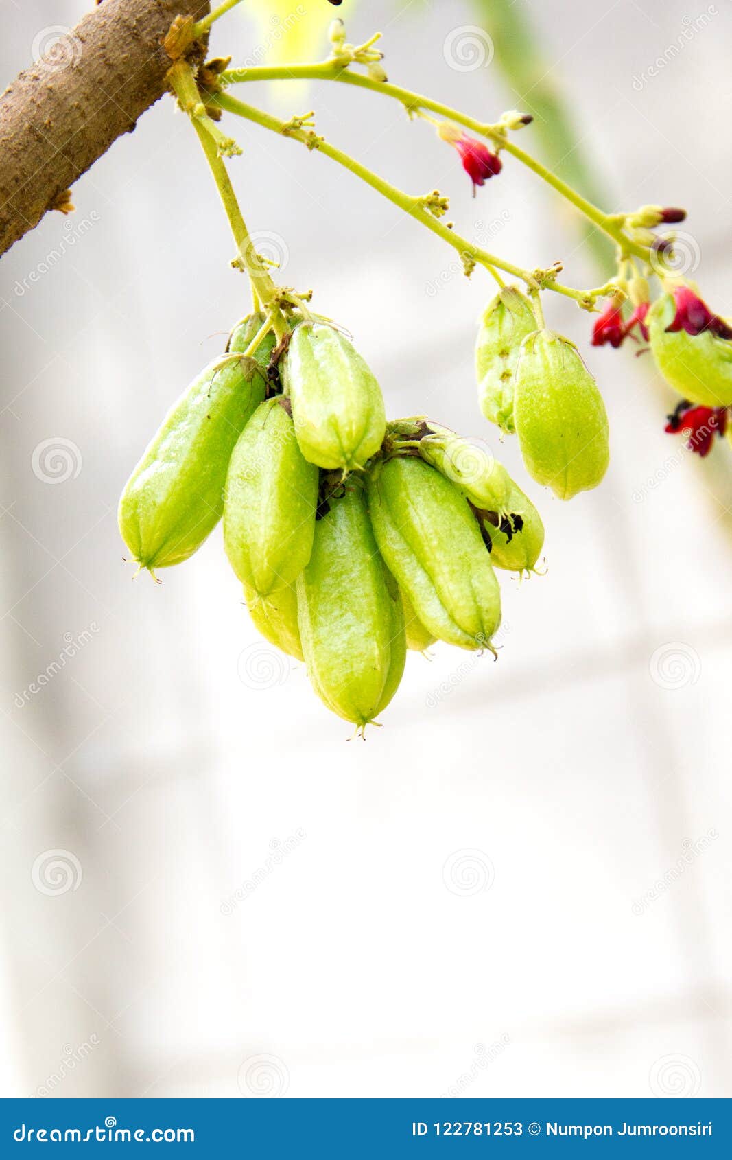 Bilimbi Fruit on tree stock image. Image of green, tree - 122781253
