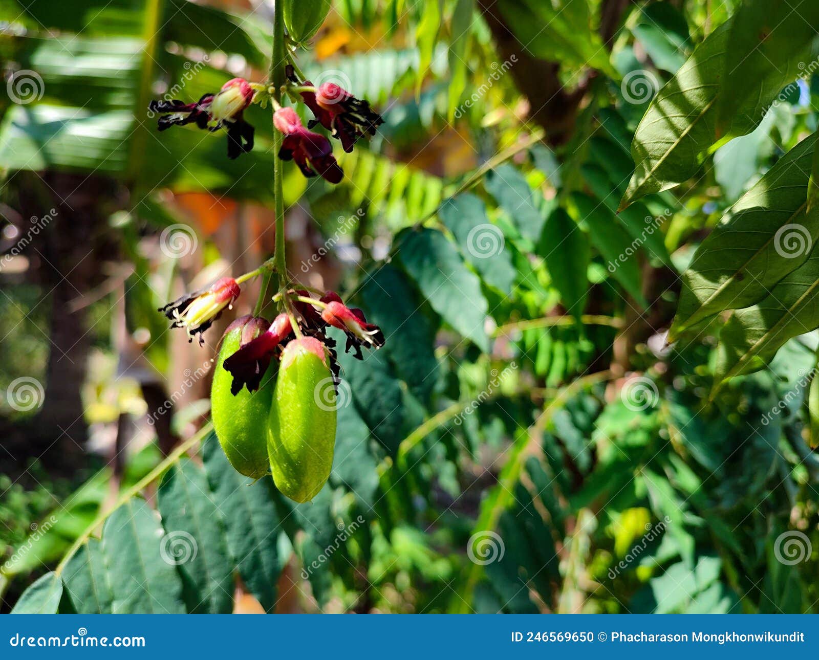 Averrhoa Bilimbi Fruit On The Tree Royalty-Free Stock Image ...