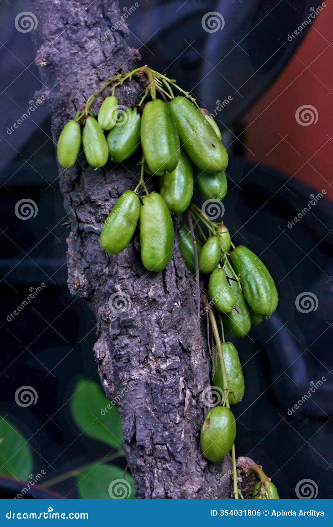 Averrhoa Bilimbi Fruit On The Tree Royalty-Free Stock Photo ...