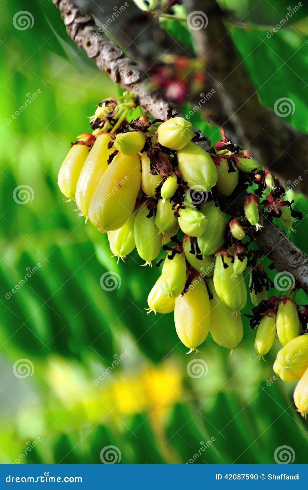 Averrhoa Bilimbi Commonly Known Belimbing Buluh Used By People At ...
