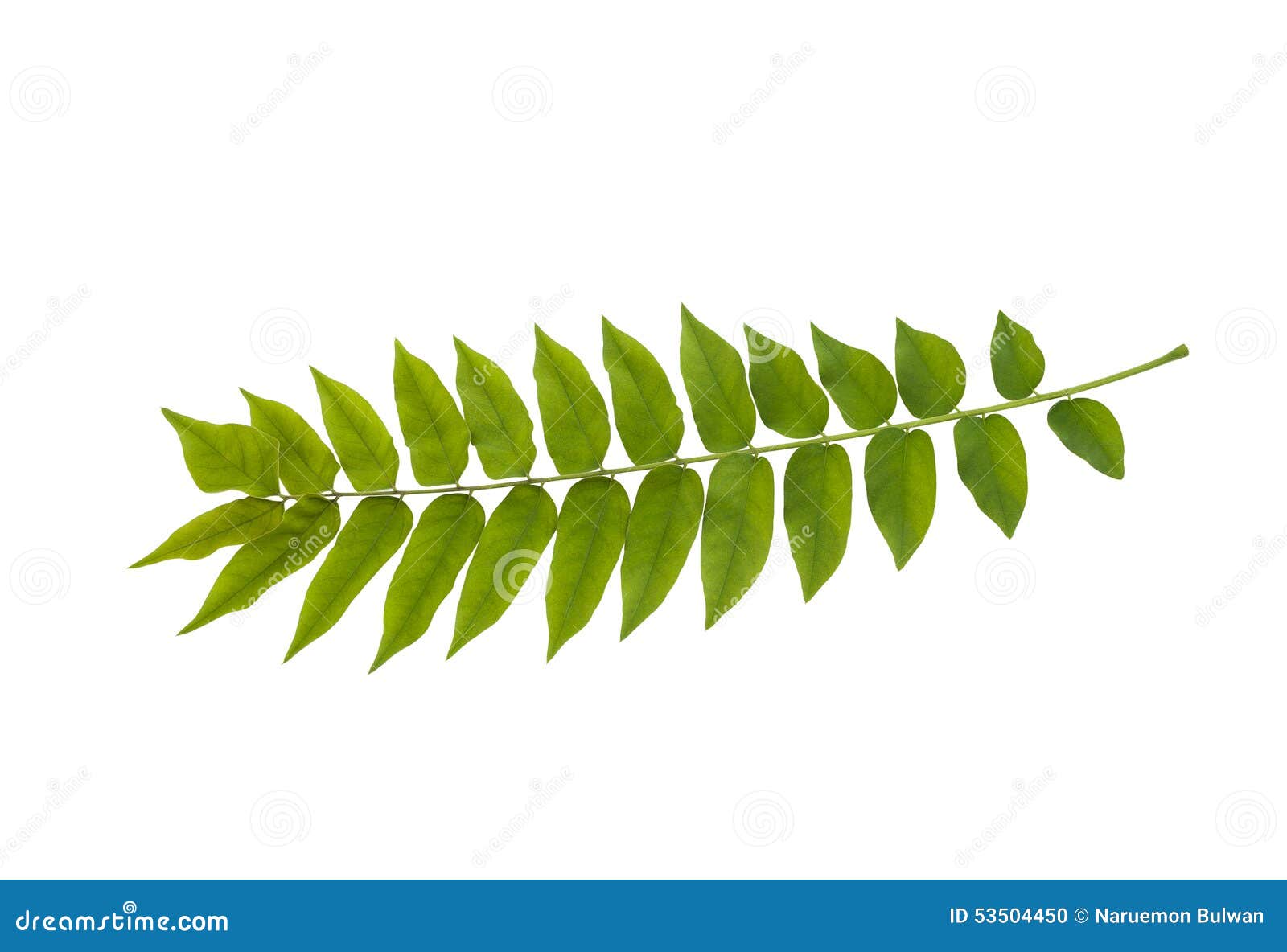 Averrhoa Bilimbi Commonly Known As Bilimbi, Cucumber Tree, Or Tree ...