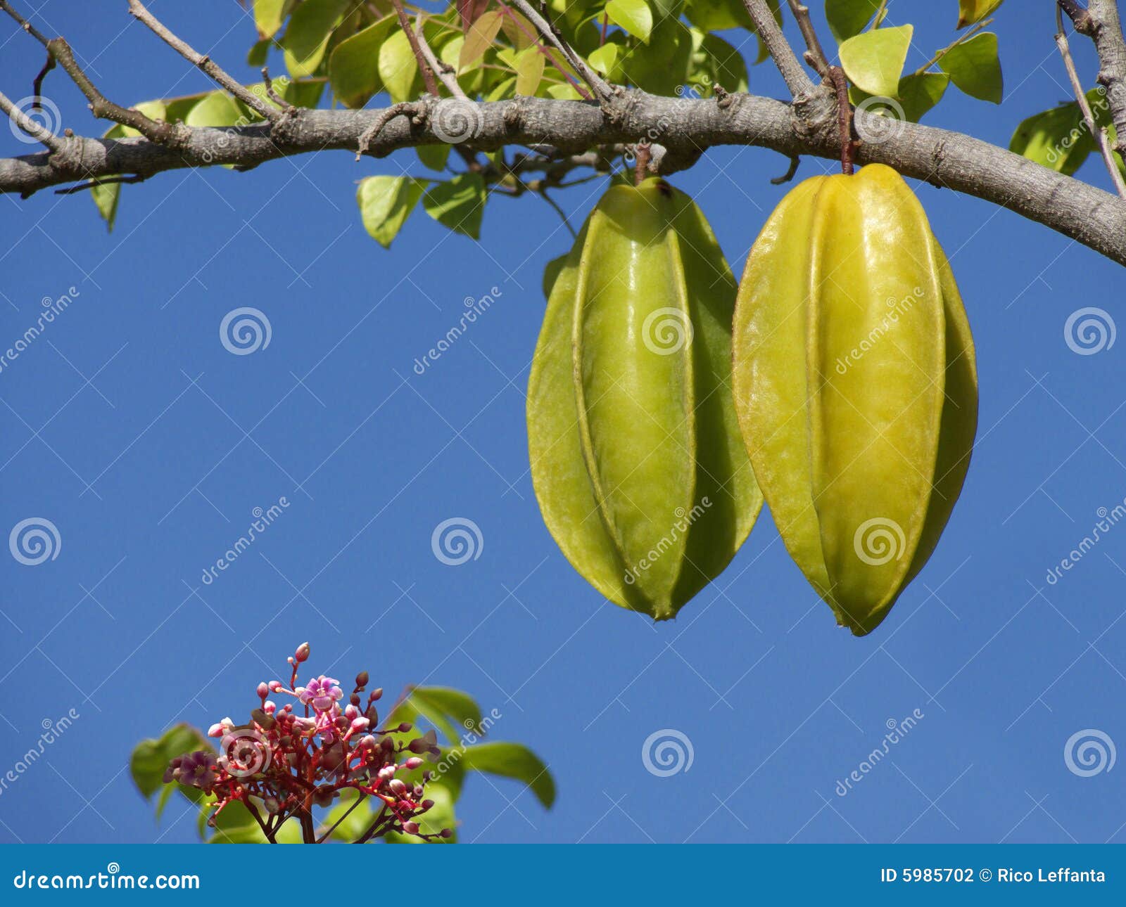 Averrhoa Carambola Stock Photo | CartoonDealer.com #5985702