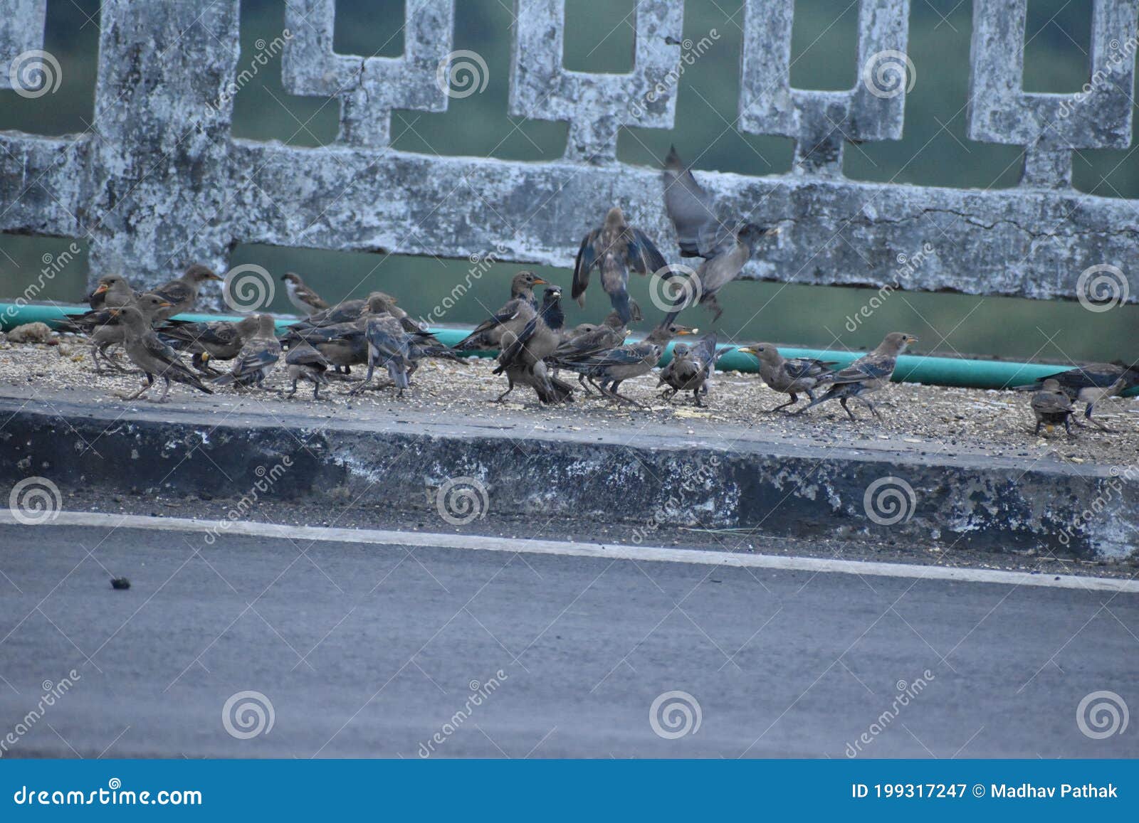 Aves comendo comida imagem de stock. Imagem de animal - 199317247
