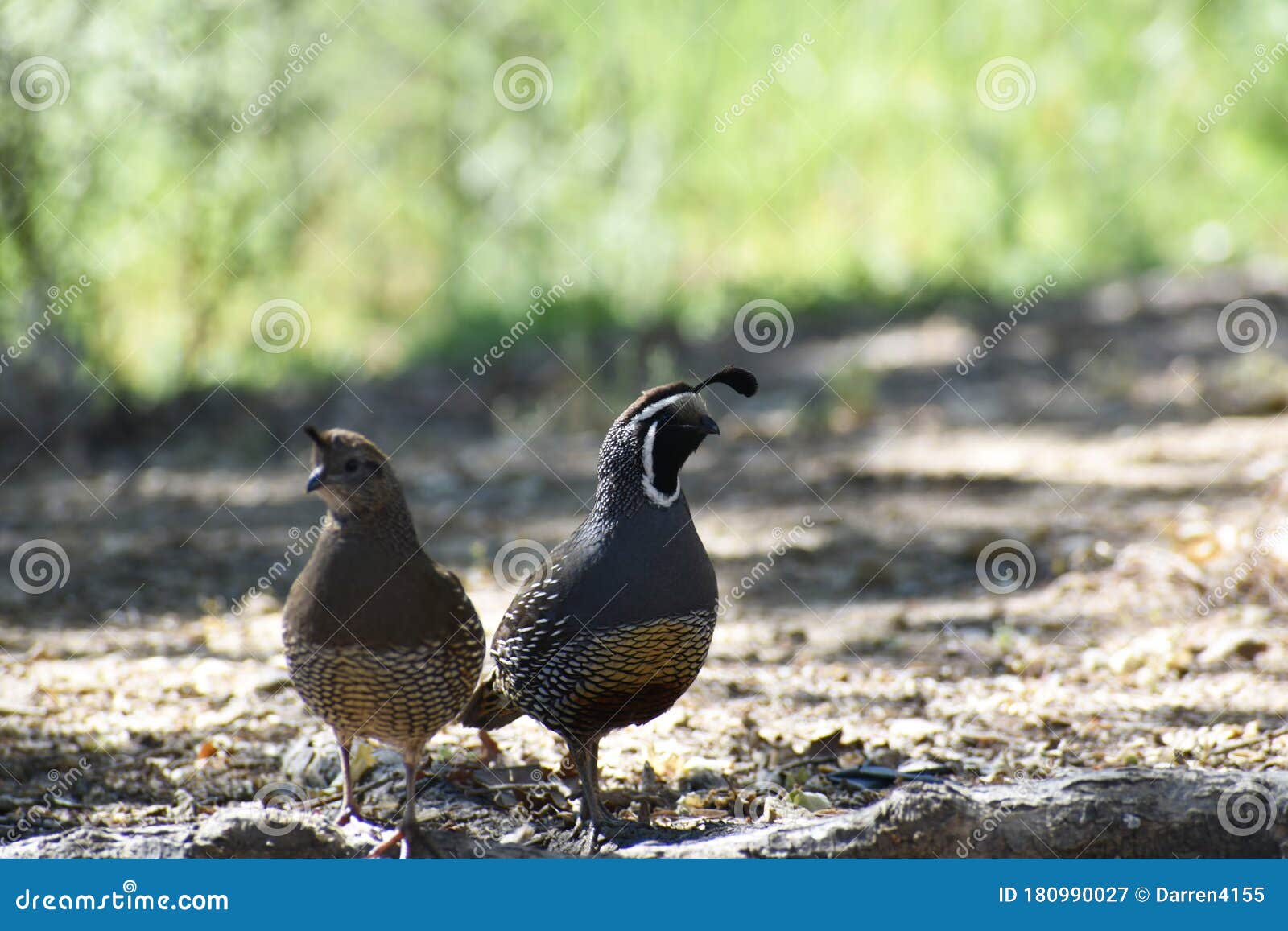 Aves De Codorniz Macho Y Hembra Codo a Codo De Alta Calidad Imagen de ...
