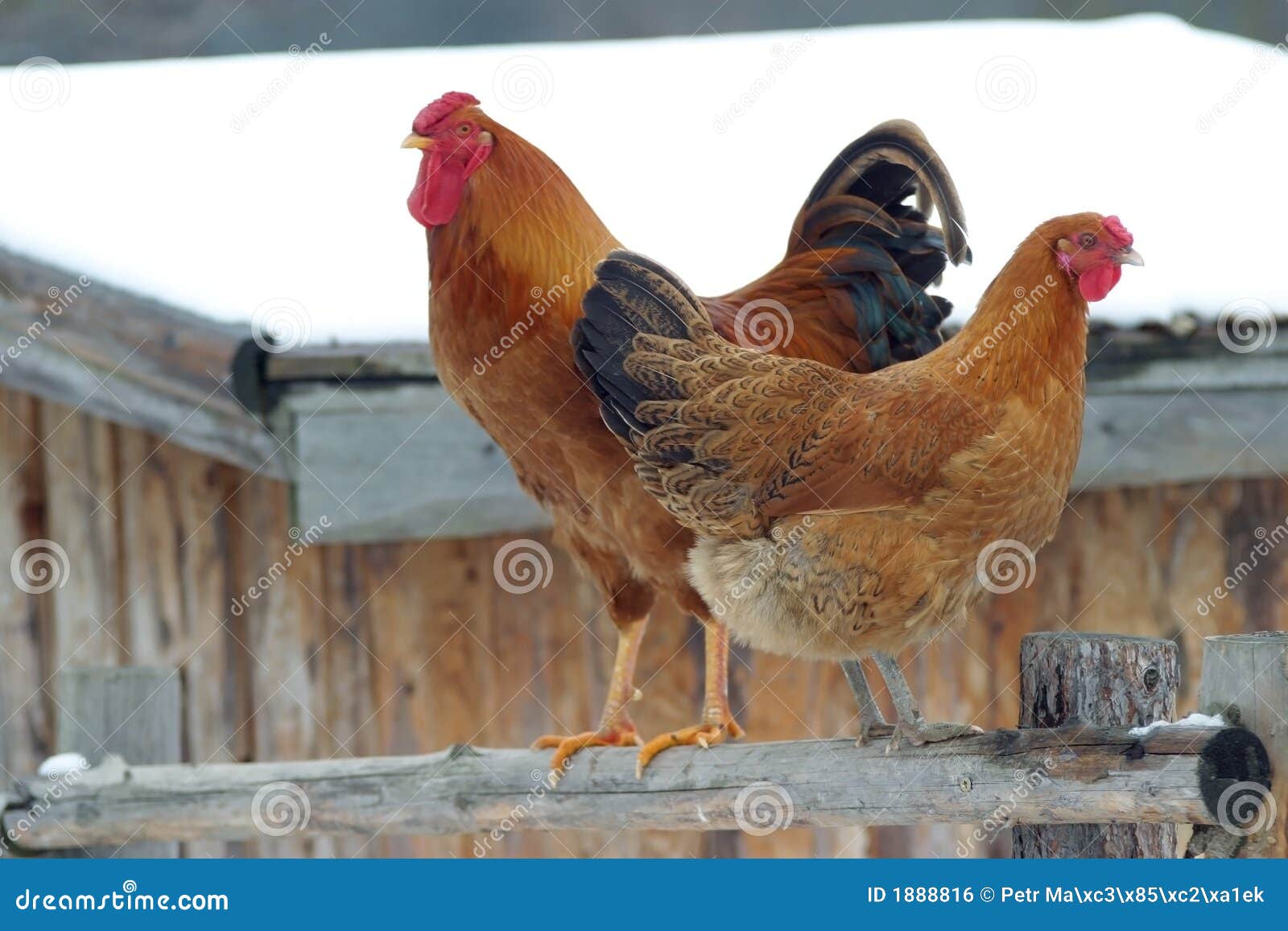 Aves De Corral, Gallina Y Gallo Foto de archivo - Imagen de gallo ...