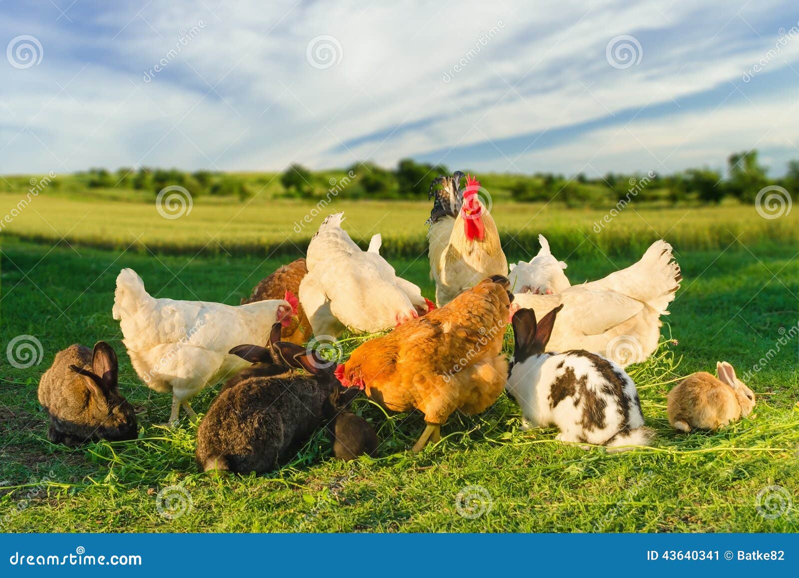 Aves De Corral Y Conejos Que Comen Junto Imagen de archivo - Imagen de ... Aves De Corral Y Conejos Que Comen Junto Imagen de archivo - Imagen de ...