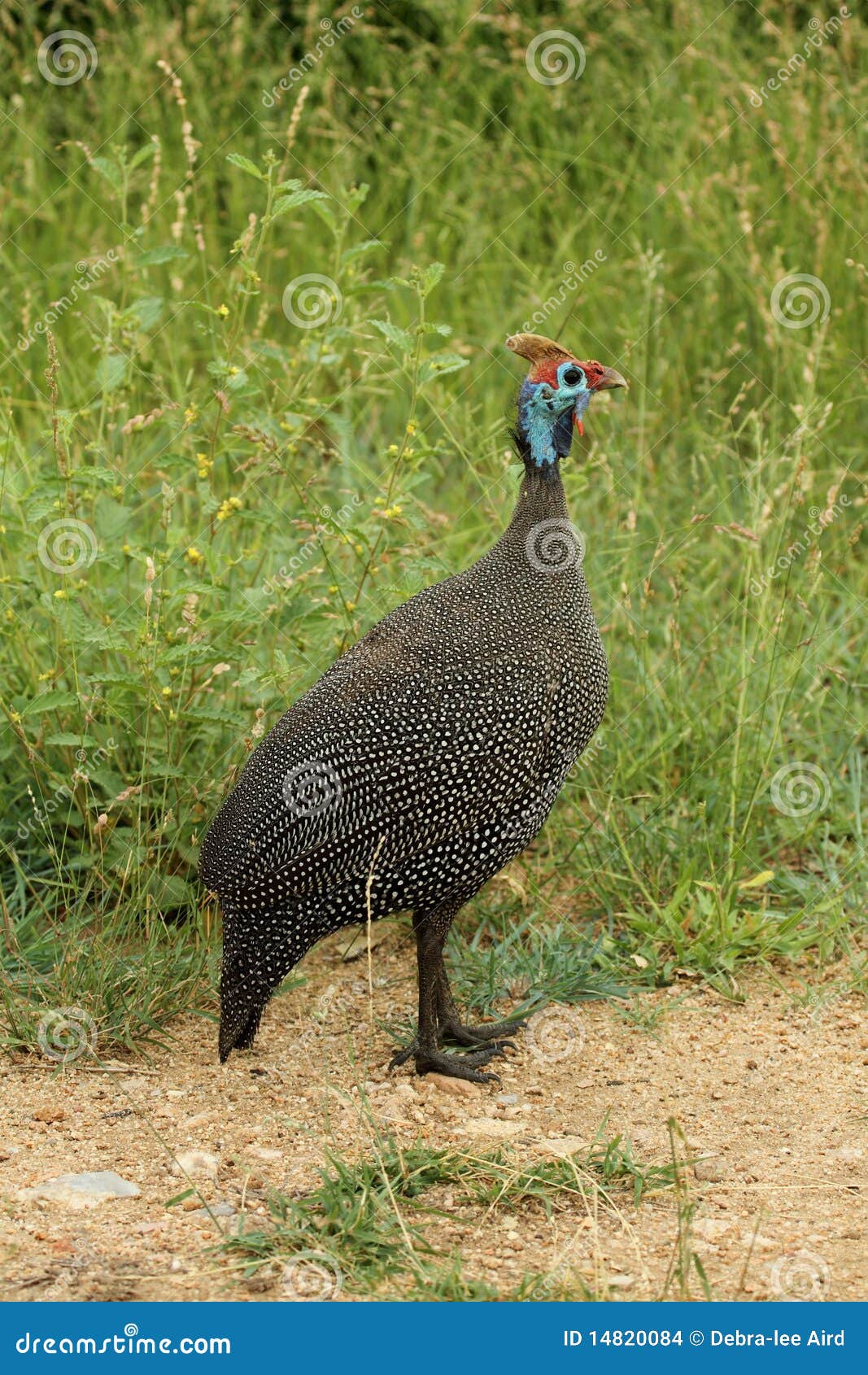 Aves de Guinea foto de archivo. Imagen de color, salvaje - 14820084