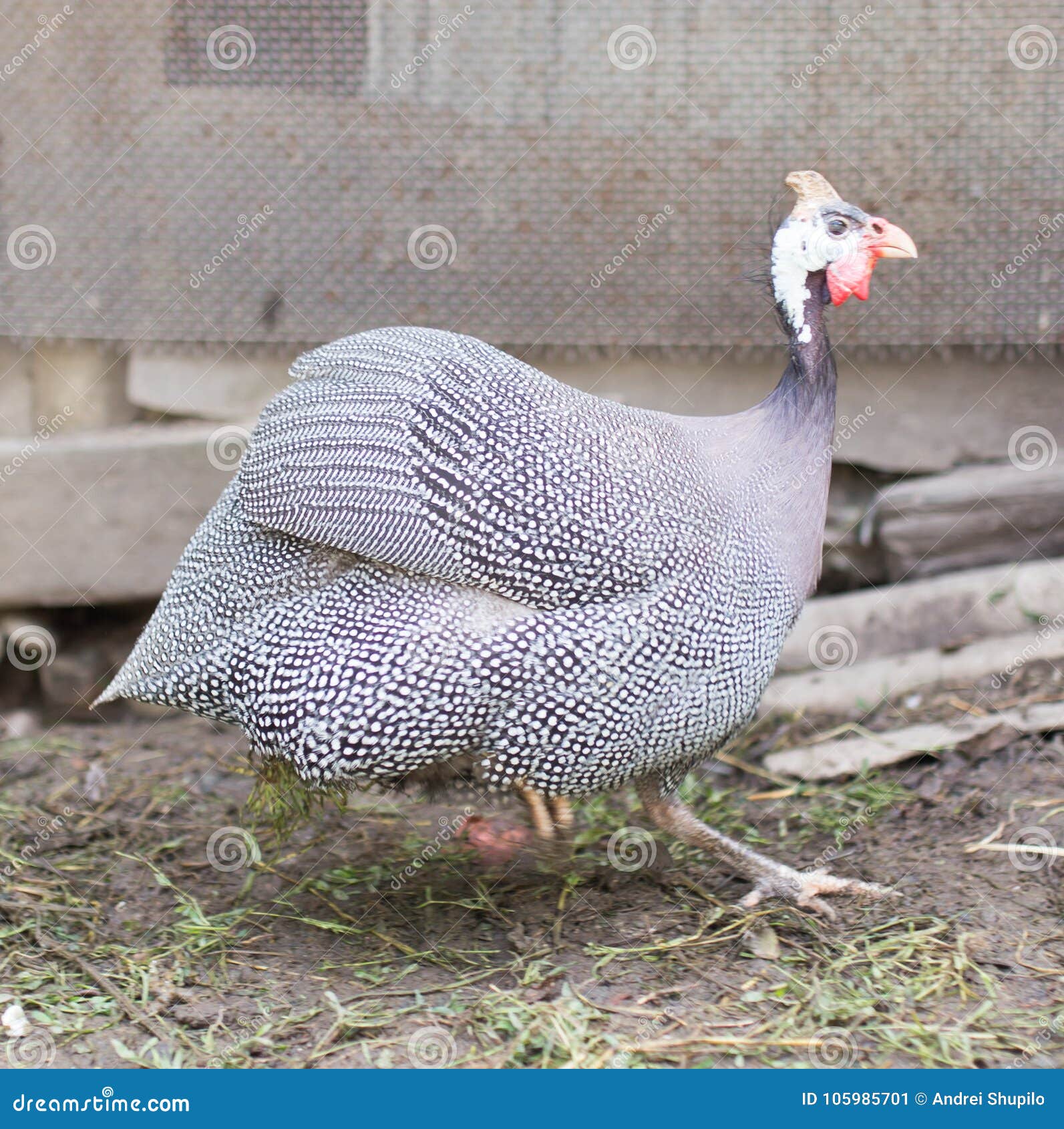 Aves De Guinea En Una Granja Imagen de archivo - Imagen de helmeted ...