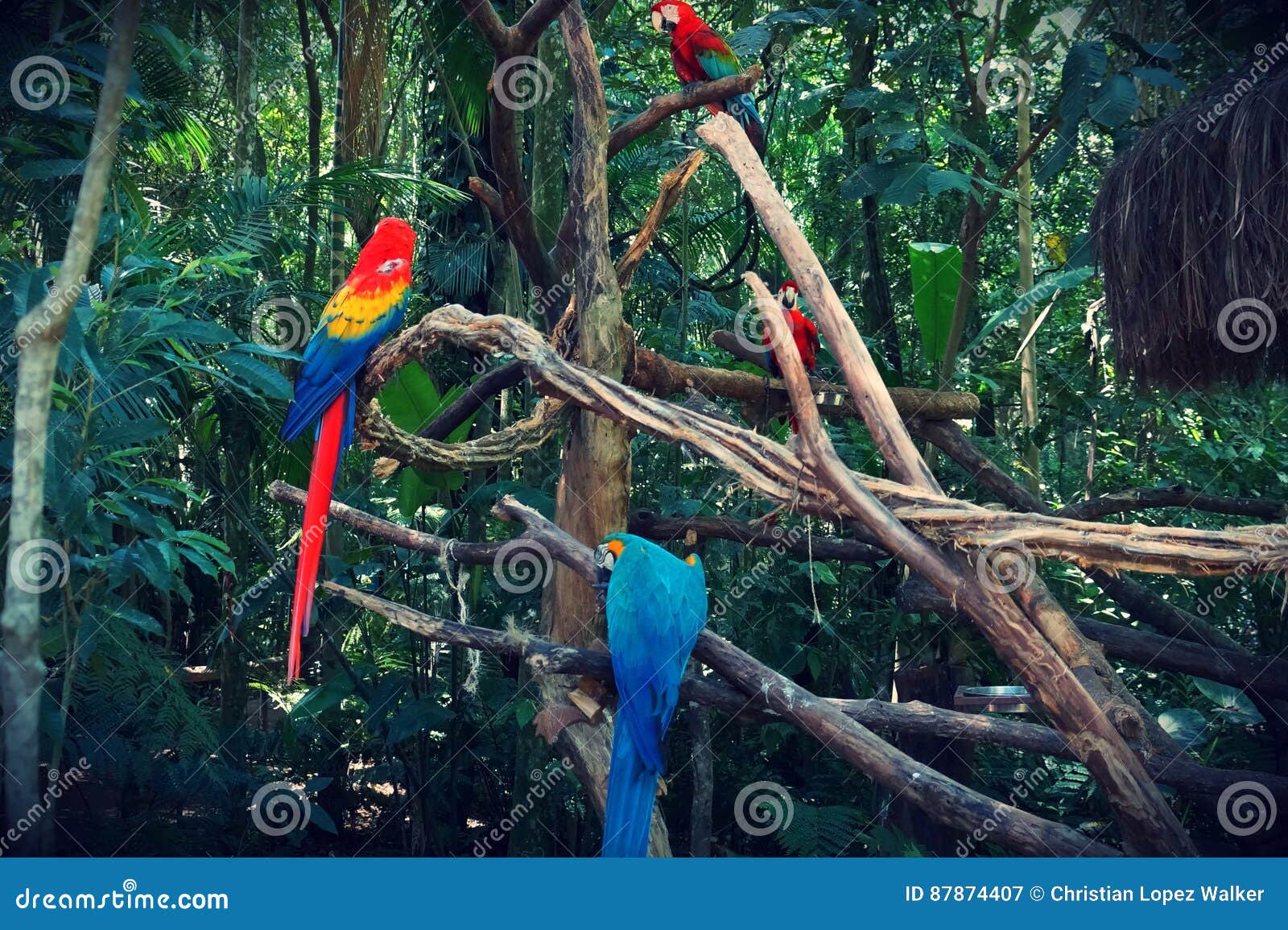 Aves de Parque DAS, Brasil imagem de stock. Imagem de gaiola - 87874407