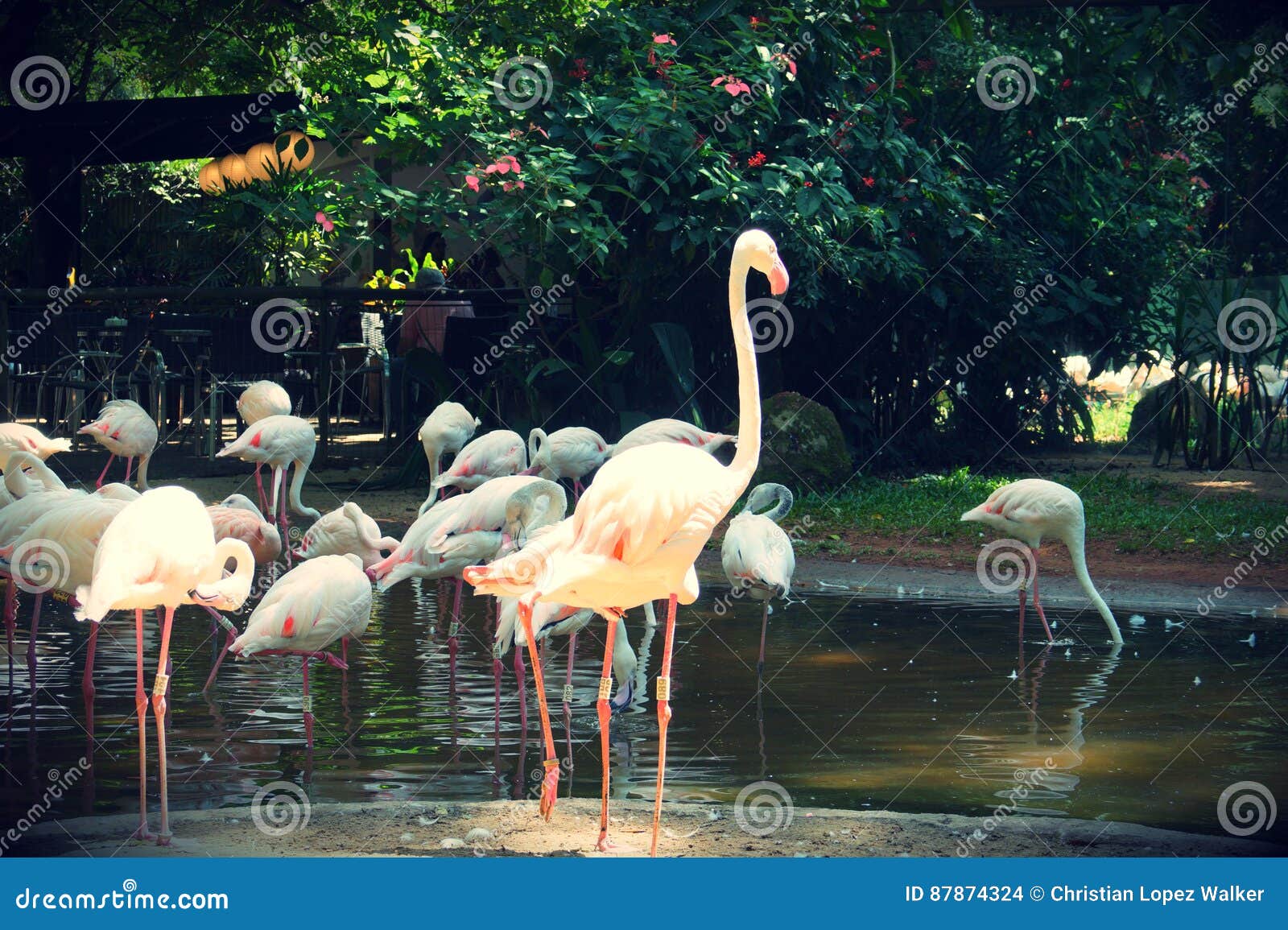 Aves De Parque Das, El Brasil Foto de archivo - Imagen de beber, parque ...