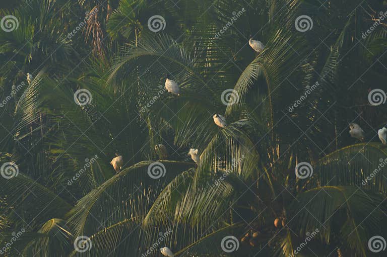 Aves en hojas de coco foto de archivo. Imagen de cara - 181483758