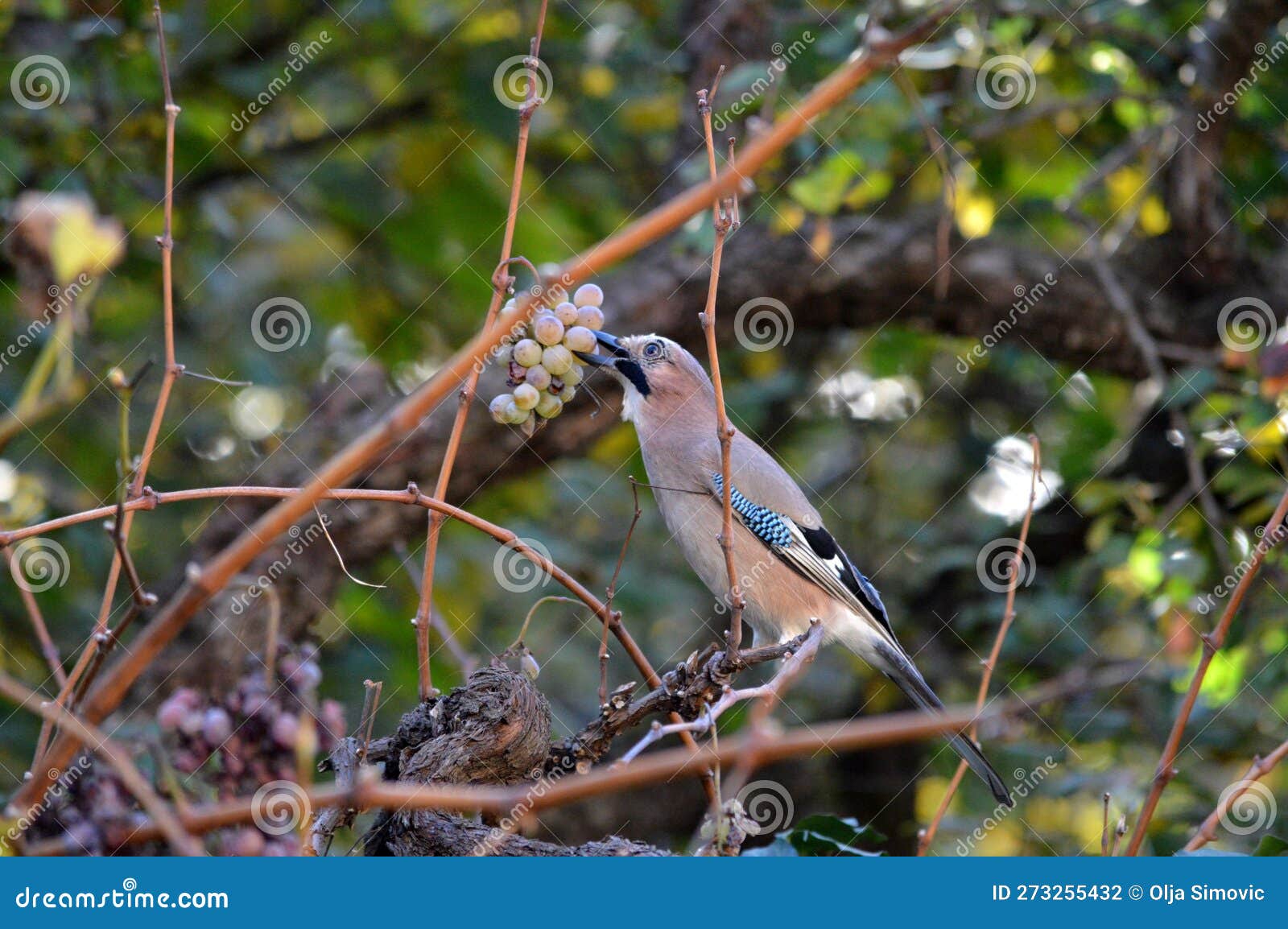 Aves grandes comen uvas foto de archivo. Imagen de verde - 273255432