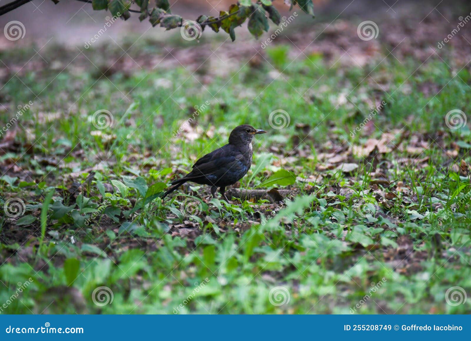 Aves libres en los parques imagen de archivo. Imagen de comer - 255208749