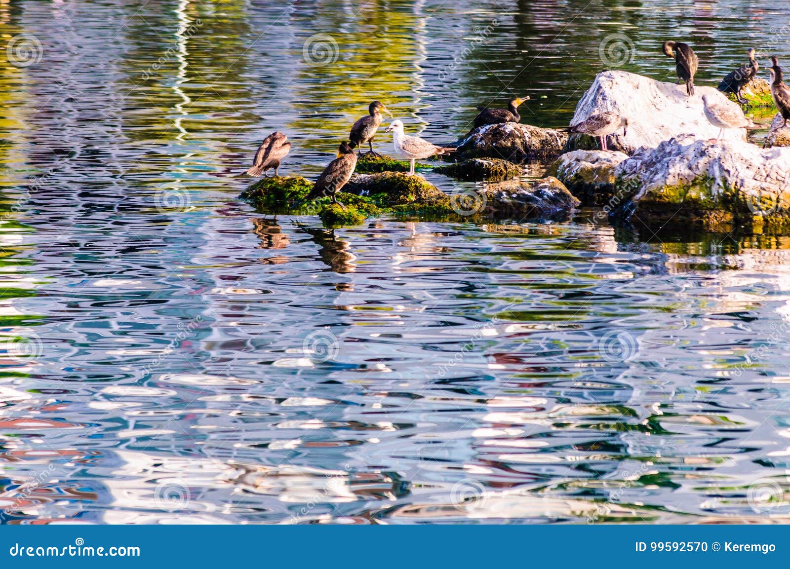 Aves Marinas Salvajes En Las Rocas Foto de archivo - Imagen de detalle ...