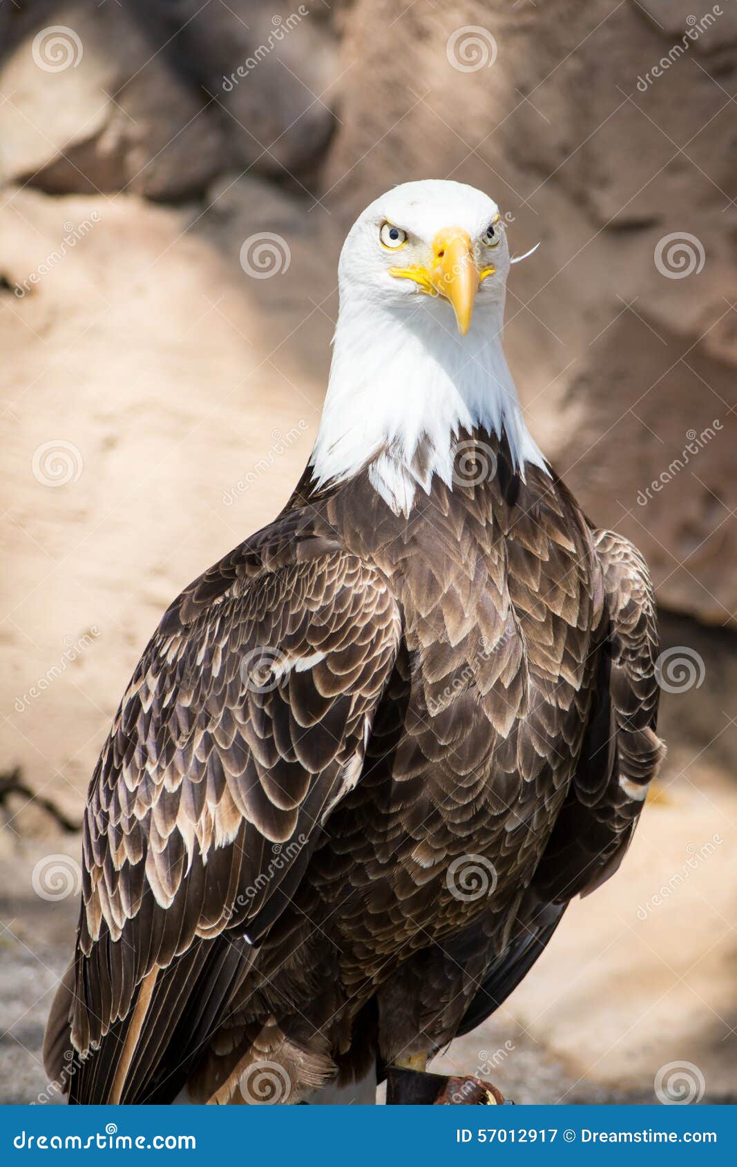 Aves rapaces - Eagle calvo imagen de archivo. Imagen de americano ...