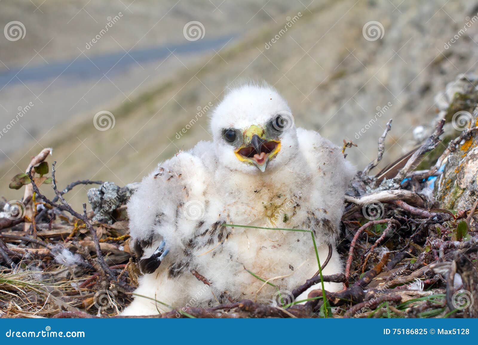 Aves Rapaces Mullidas Blancas Del Polluelo Imagen de archivo - Imagen ...