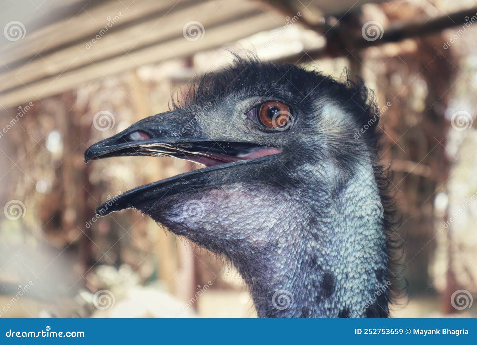 Aves Y Animales En La Selva Imagen de archivo - Imagen de fauna, planta ...