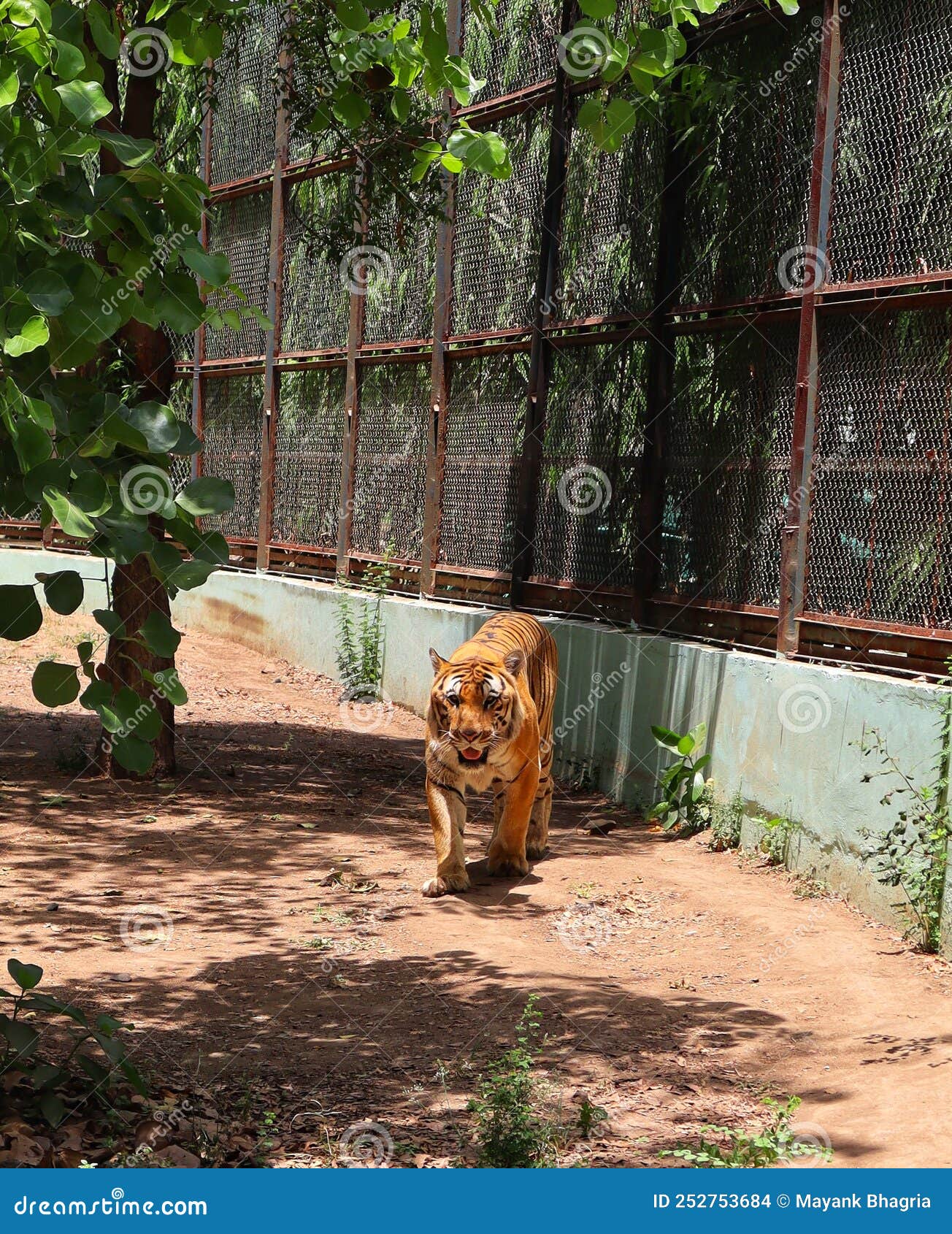 Aves Y Animales En La Selva Foto de archivo - Imagen de planta, bosque ...