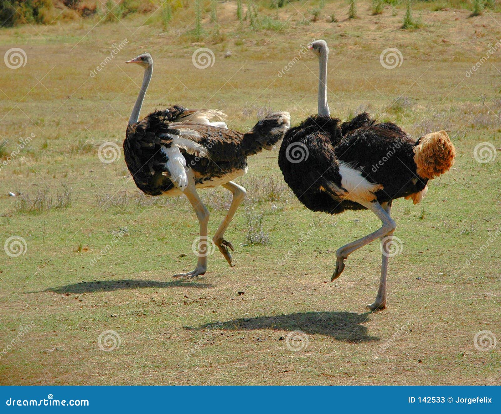 Avestruces imagen de archivo. Imagen de grande, arena, corrida - 142533
