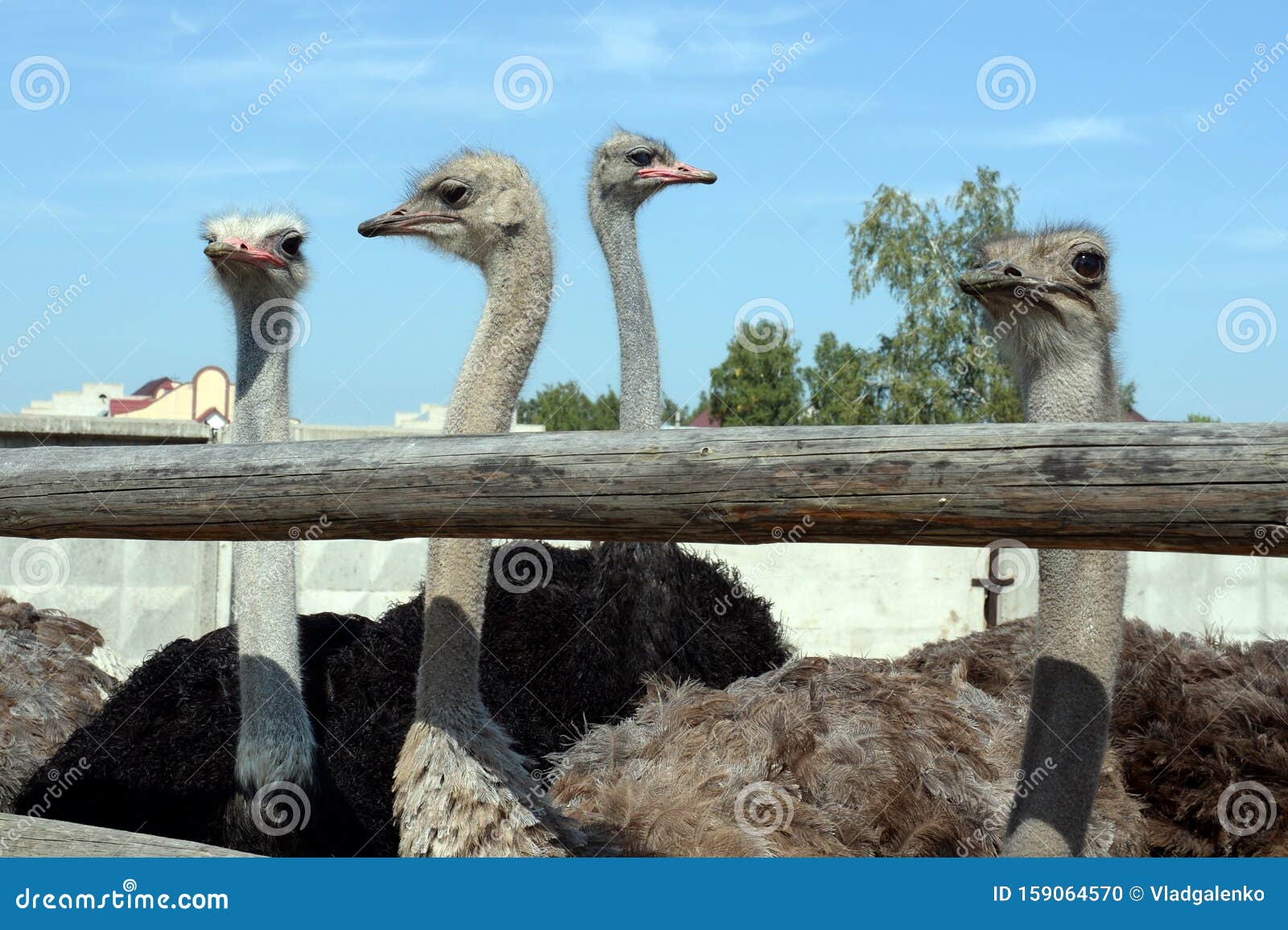 Avestruces Africanos En Una Granja De Avestruces Foto de archivo ...