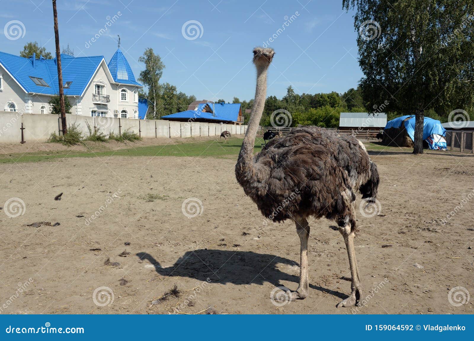 Avestruces Africanos En Una Granja De Avestruces Foto de archivo ...