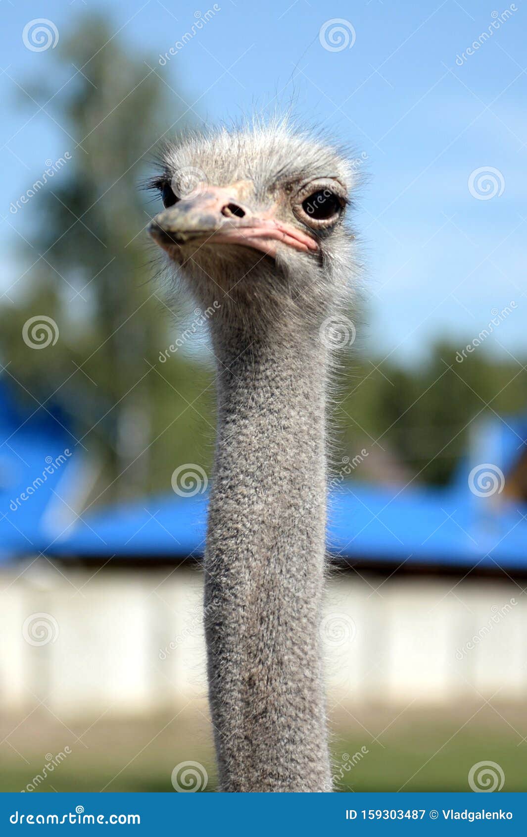 Avestruces Africanos En Una Granja De Avestruces Imagen de archivo ...
