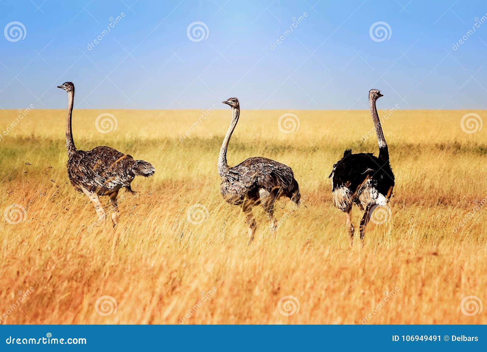 Avestruces En La Sabana Africana Imagen de archivo - Imagen de salvaje ...