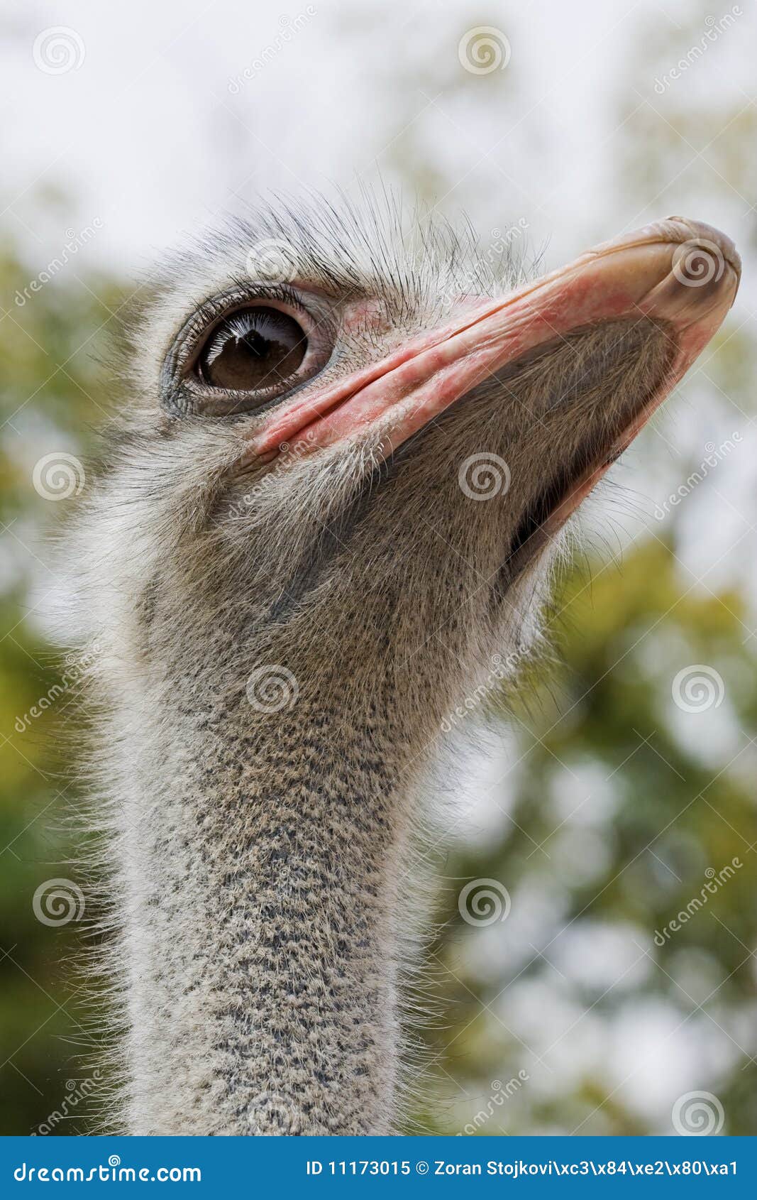 Avestruz imagen de archivo. Imagen de animal, fauna, volador - 11173015