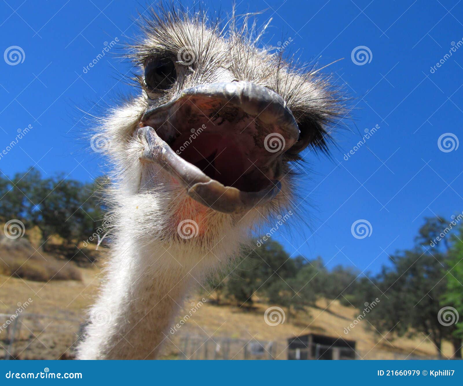 Avestruz imagen de archivo. Imagen de bebé, salvaje, animal - 21660979