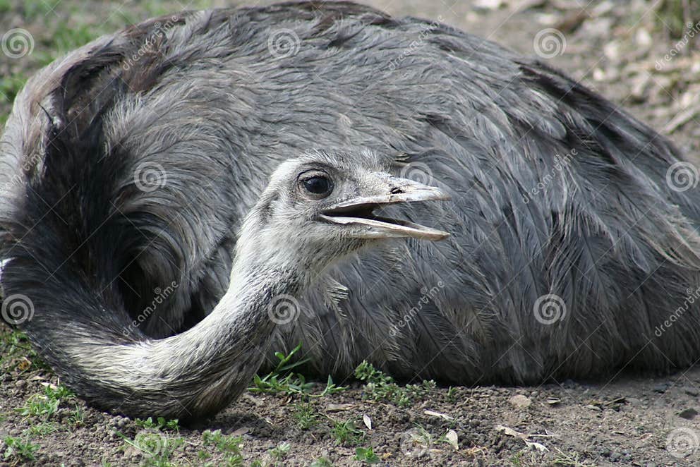 Avestruz imagen de archivo. Imagen de primer, pluma, curioso - 3409905