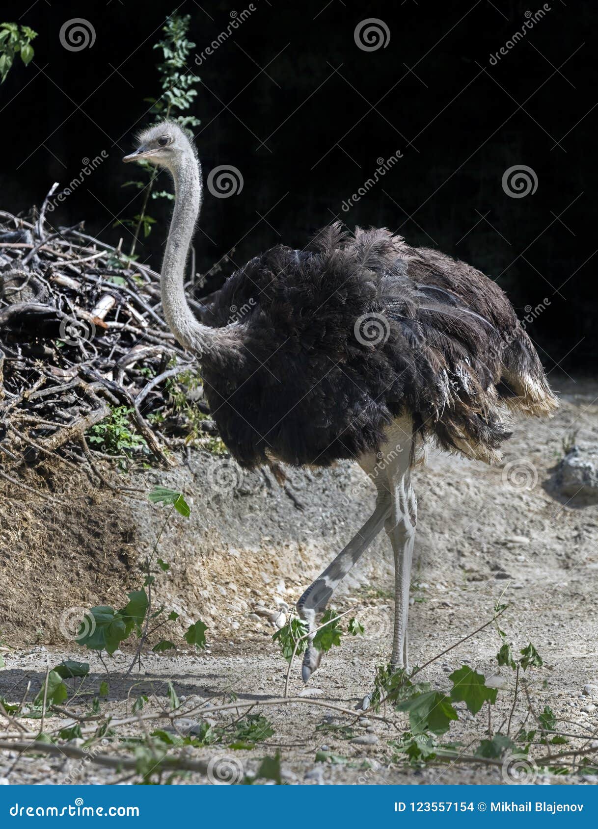Avestruz africana foto de stock. Imagem de criatura - 123557154