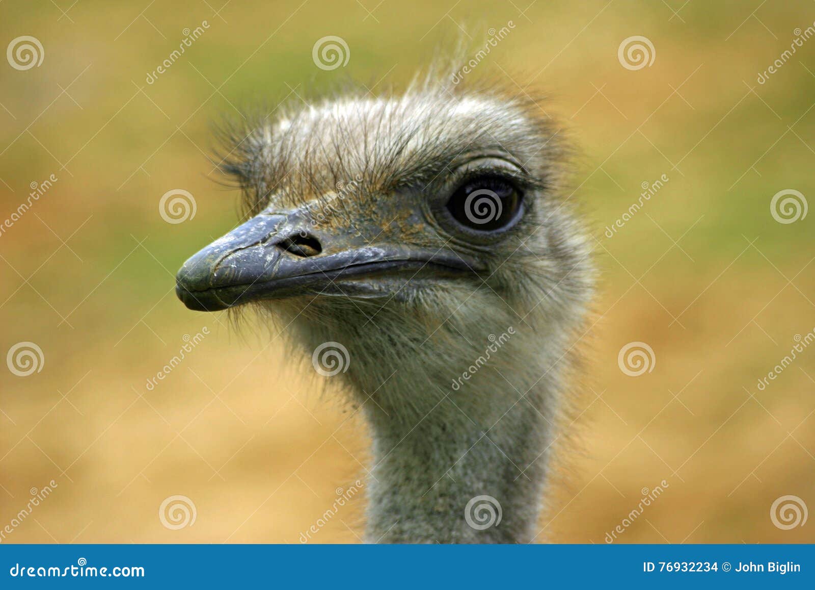A Avestruz Da Avestruz Head Foto de Stock - Imagem de verde, flightless ...