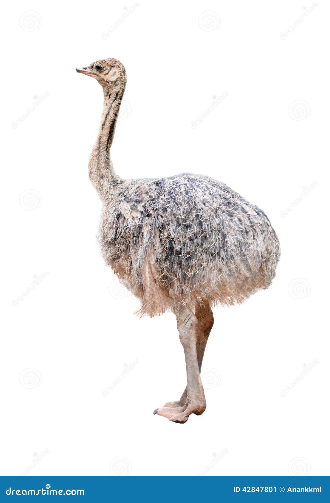 Avestruz del bebé imagen de archivo. Imagen de animal - 42847801