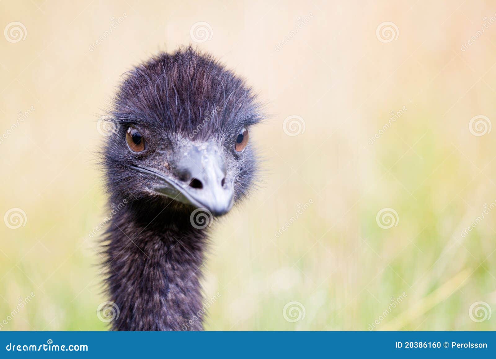 Avestruz del Emu foto de archivo. Imagen de cubo, grande - 20386160