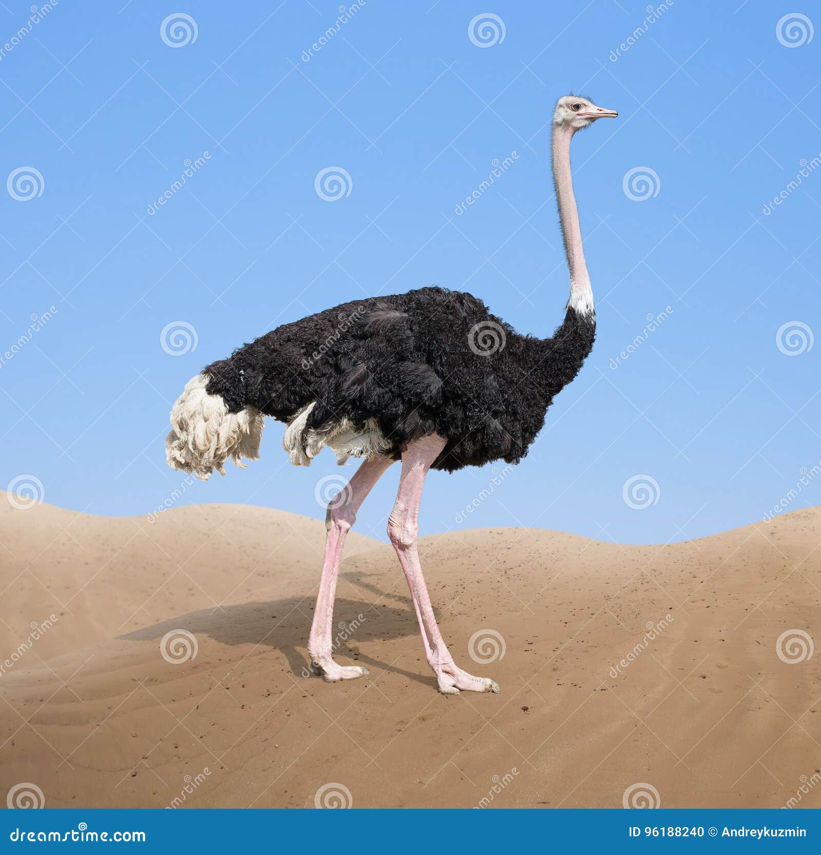 Avestruz en desierto foto de archivo. Imagen de desierto - 96188240