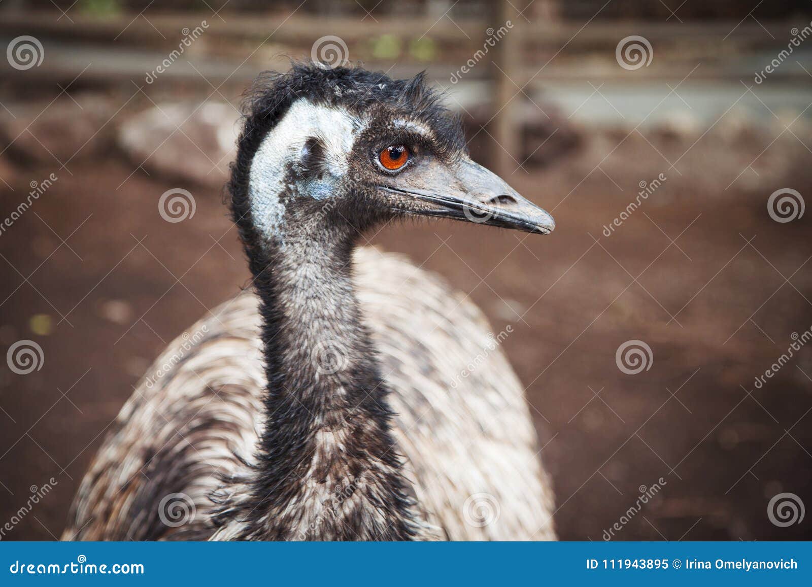 Avestruz Importante Avestruz En Perfil Imagen de archivo - Imagen de ...