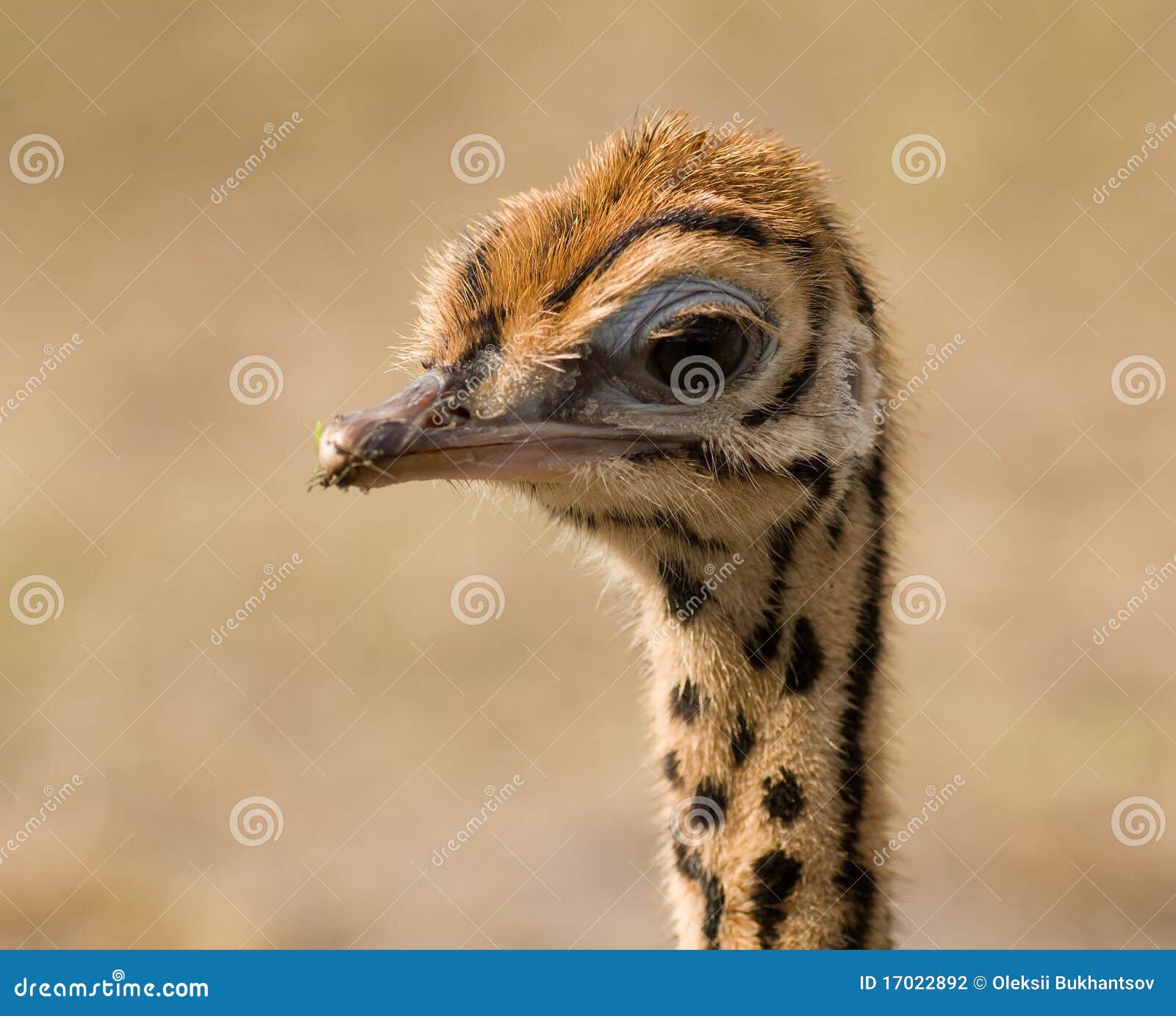 Avestruz linda del bebé foto de archivo. Imagen de rayas - 17022892