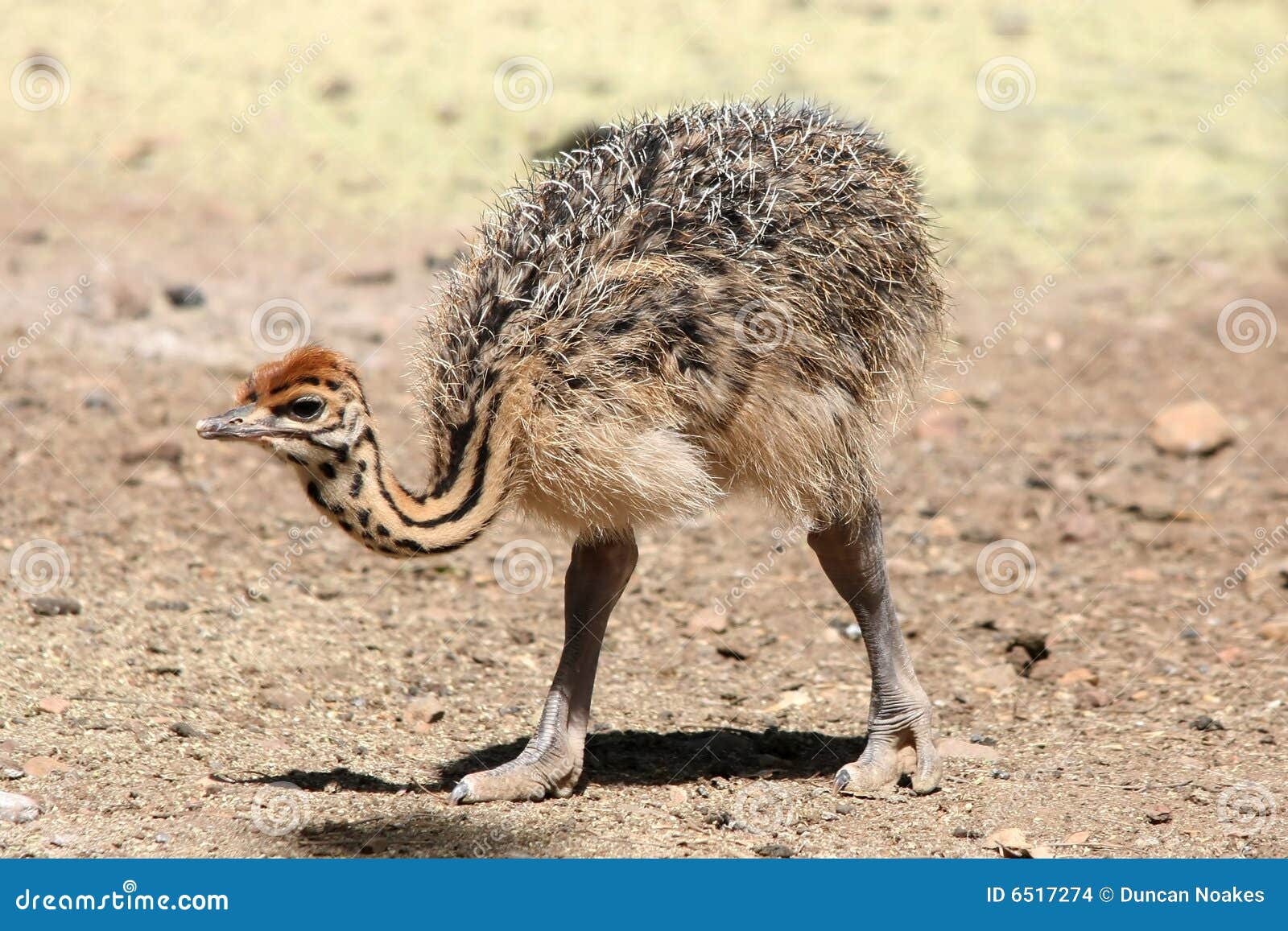 Avestruz linda del bebé foto de archivo. Imagen de grande - 6517274
